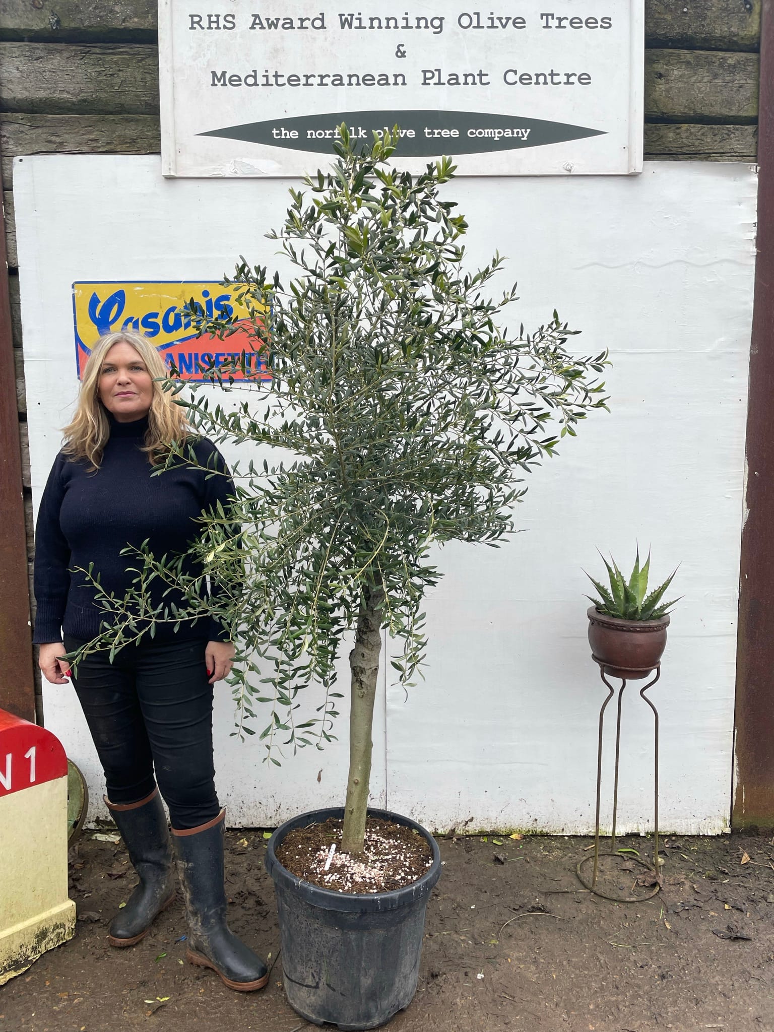 Courtyard Olive tree