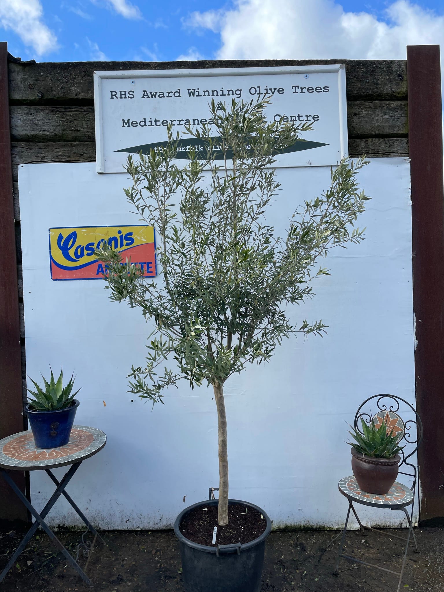 Patio Olive tree - The Norfolk Olive Tree Company