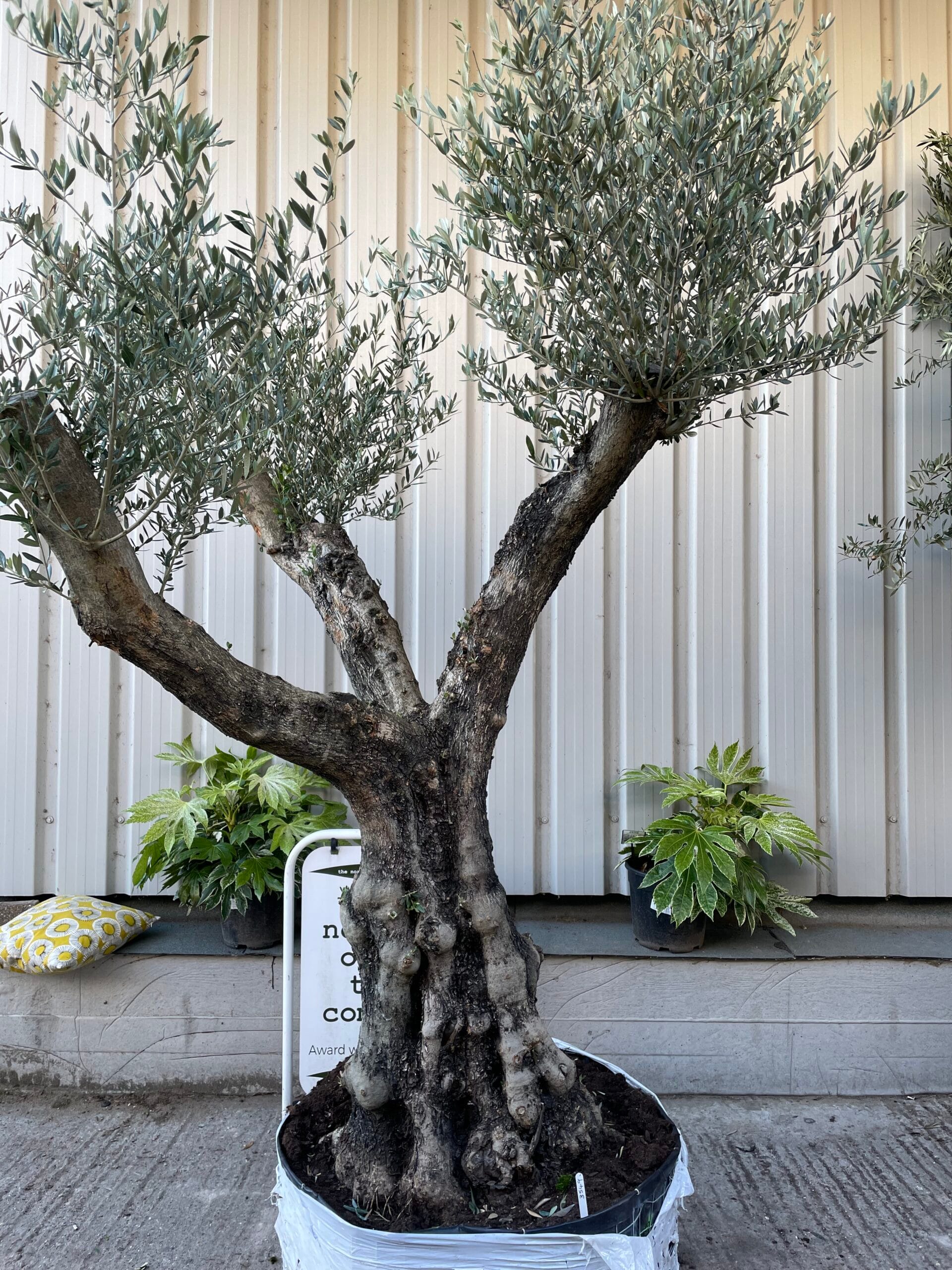 Branched Olive tree - The Norfolk Olive Tree Company
