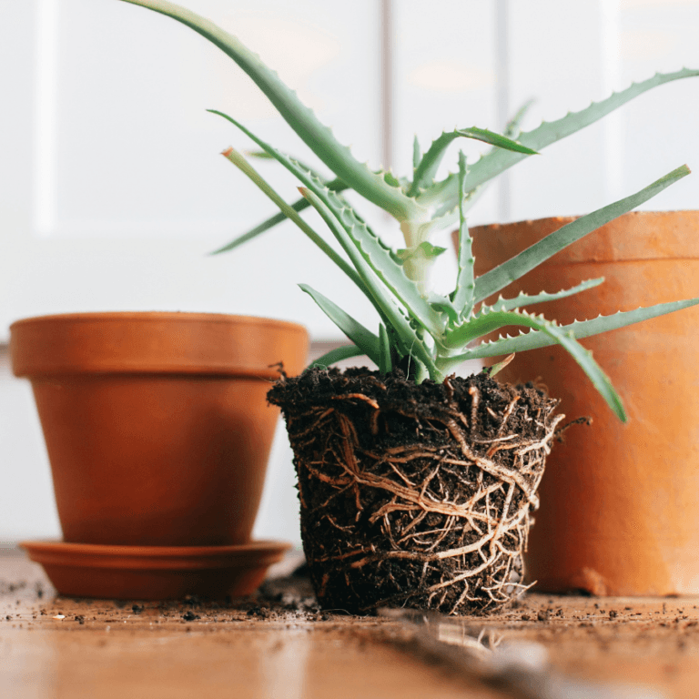 How to Repot a Plant | Blog. - The Norfolk Olive Tree Company