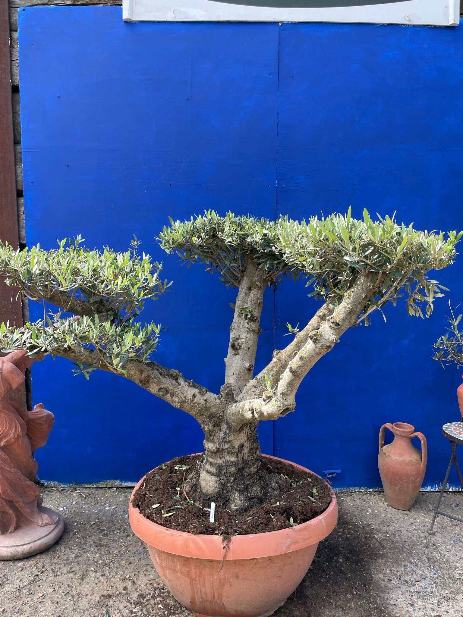 Japanese cloud tree. No 4052 - The Norfolk Olive Tree Company