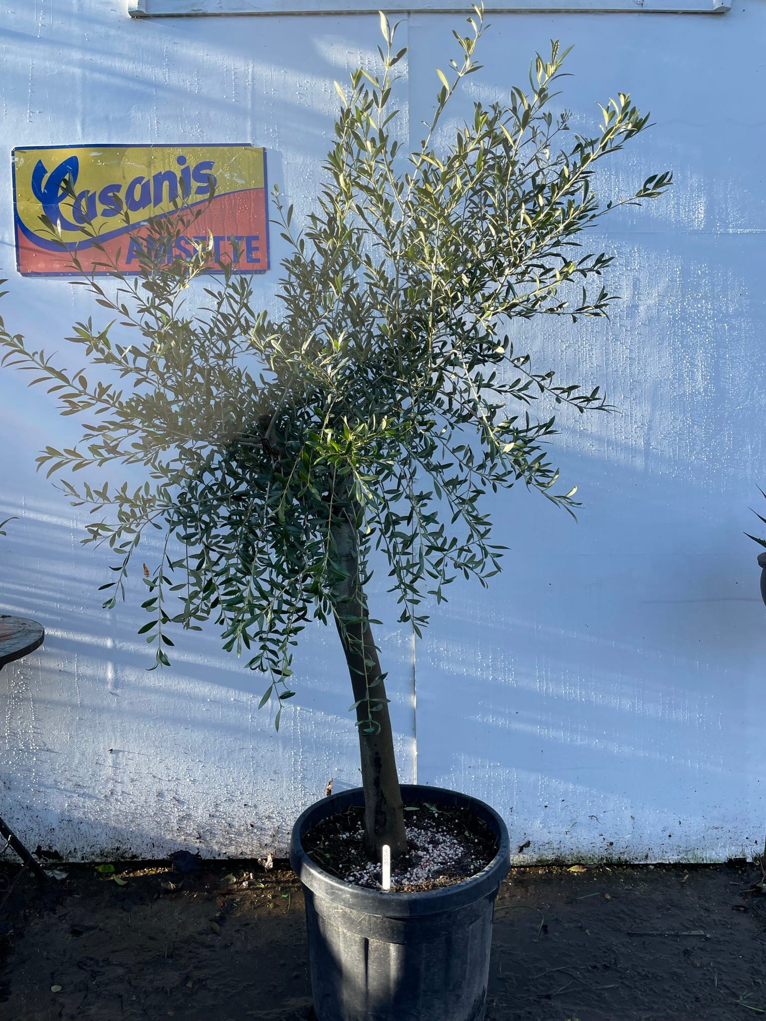 Courtyard Olive tree