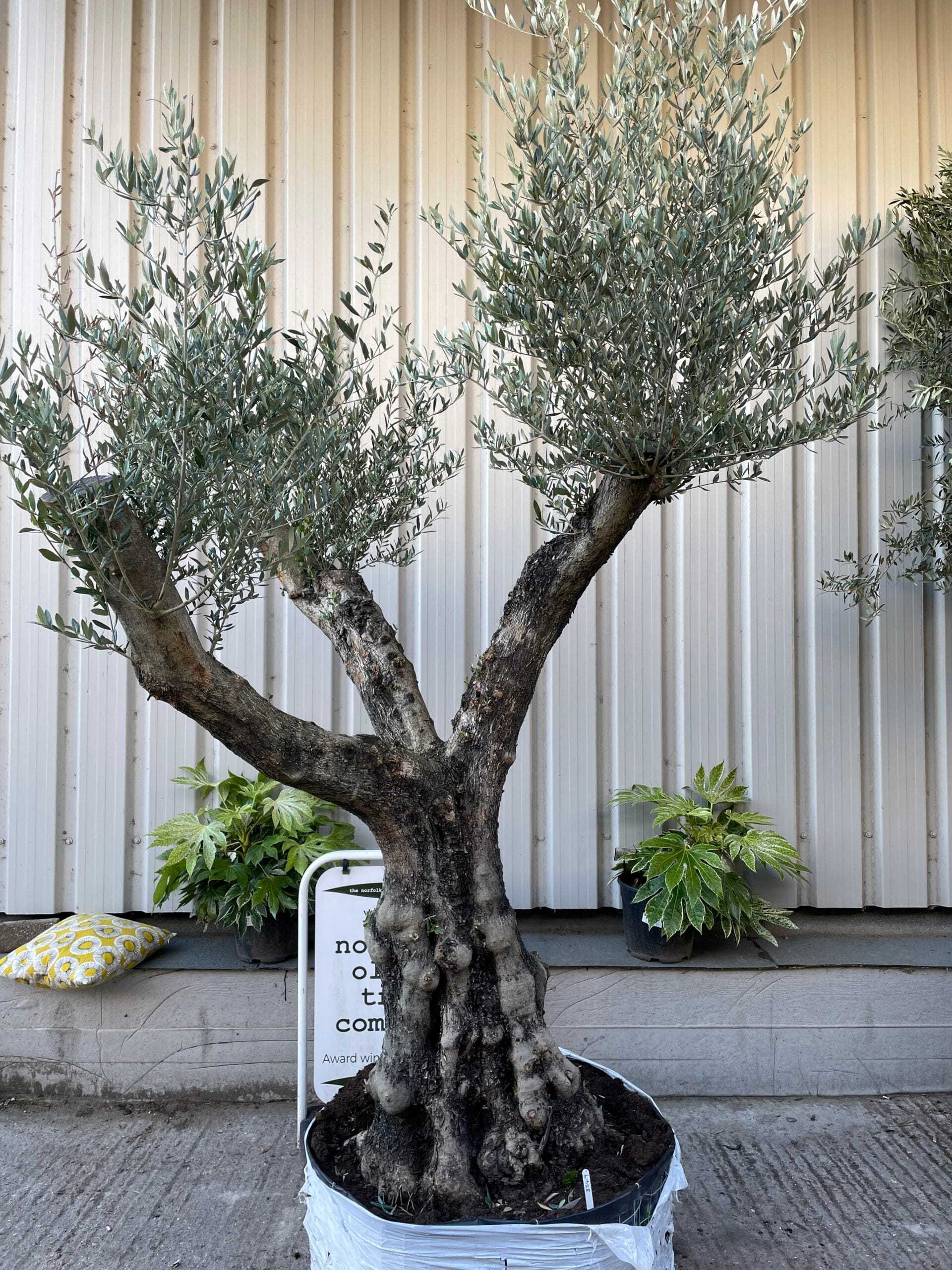 Branched Olive tree - The Norfolk Olive Tree Company
