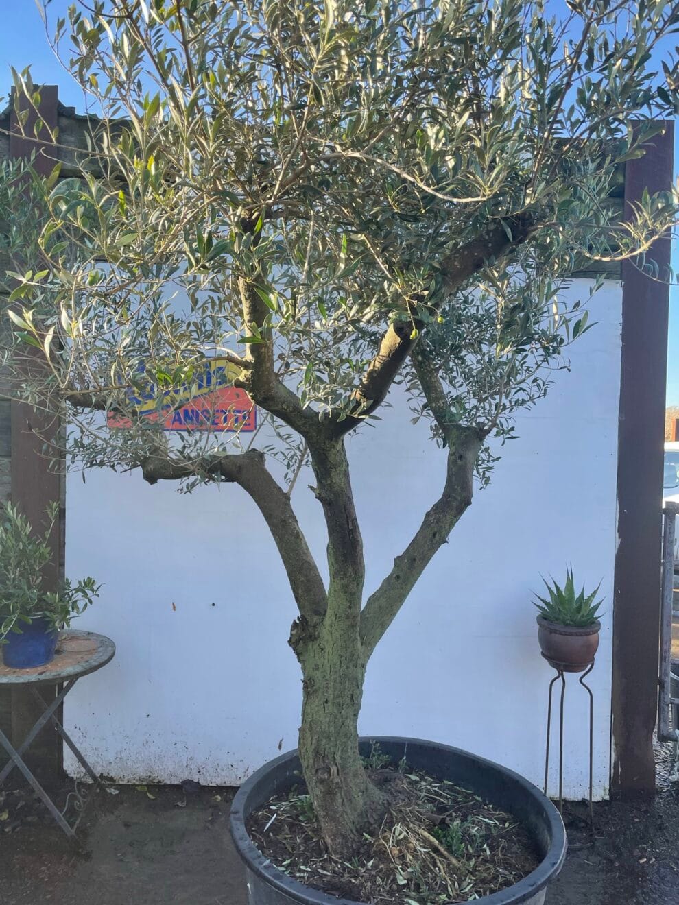 Spanish Olive tree - The Norfolk Olive Tree Company