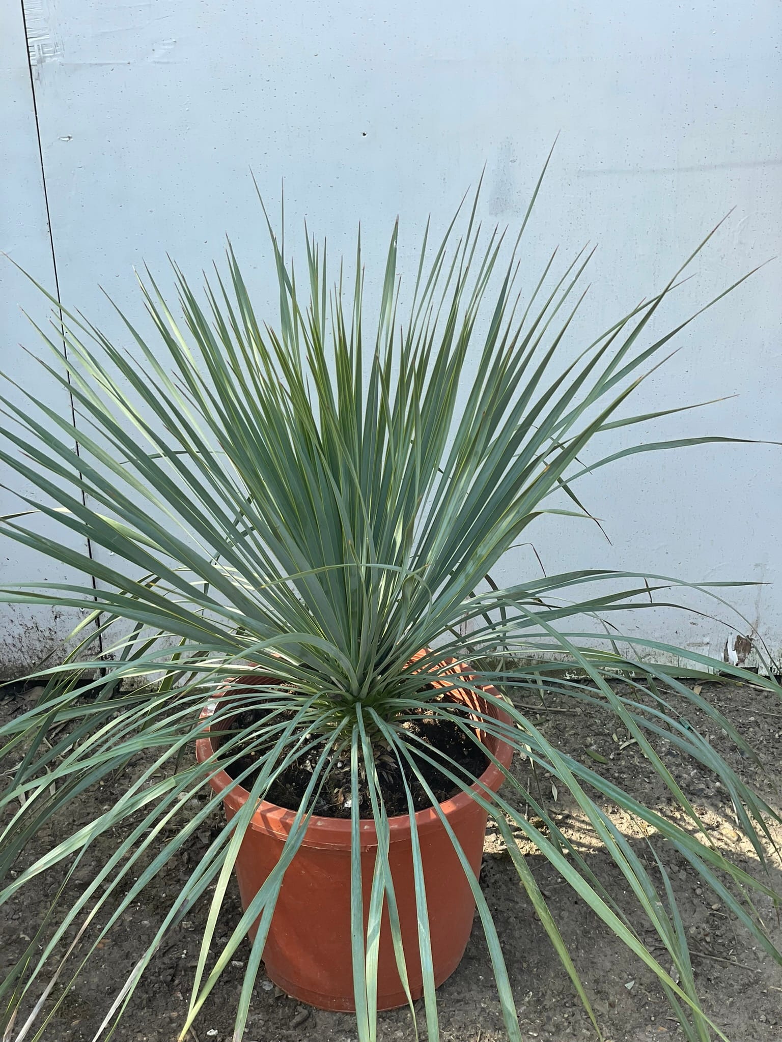 Yucca Rostrata for sale -Free delivery - The Norfolk Olive Tree Company