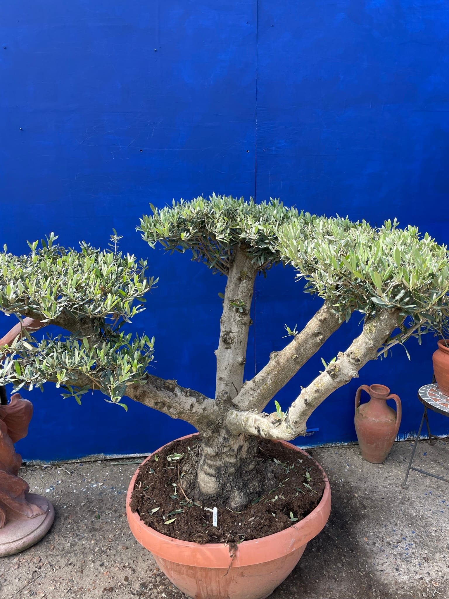 Japanese cloud tree. No 4052 - The Norfolk Olive Tree Company