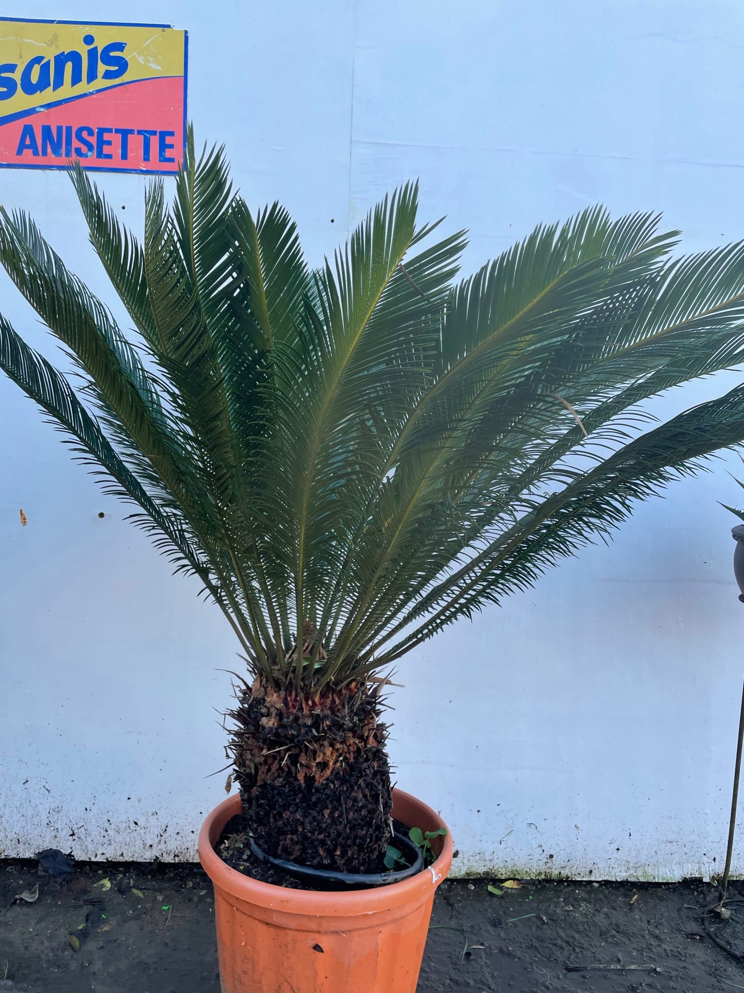 Japanese Sago Palm - The Norfolk Olive Tree Company