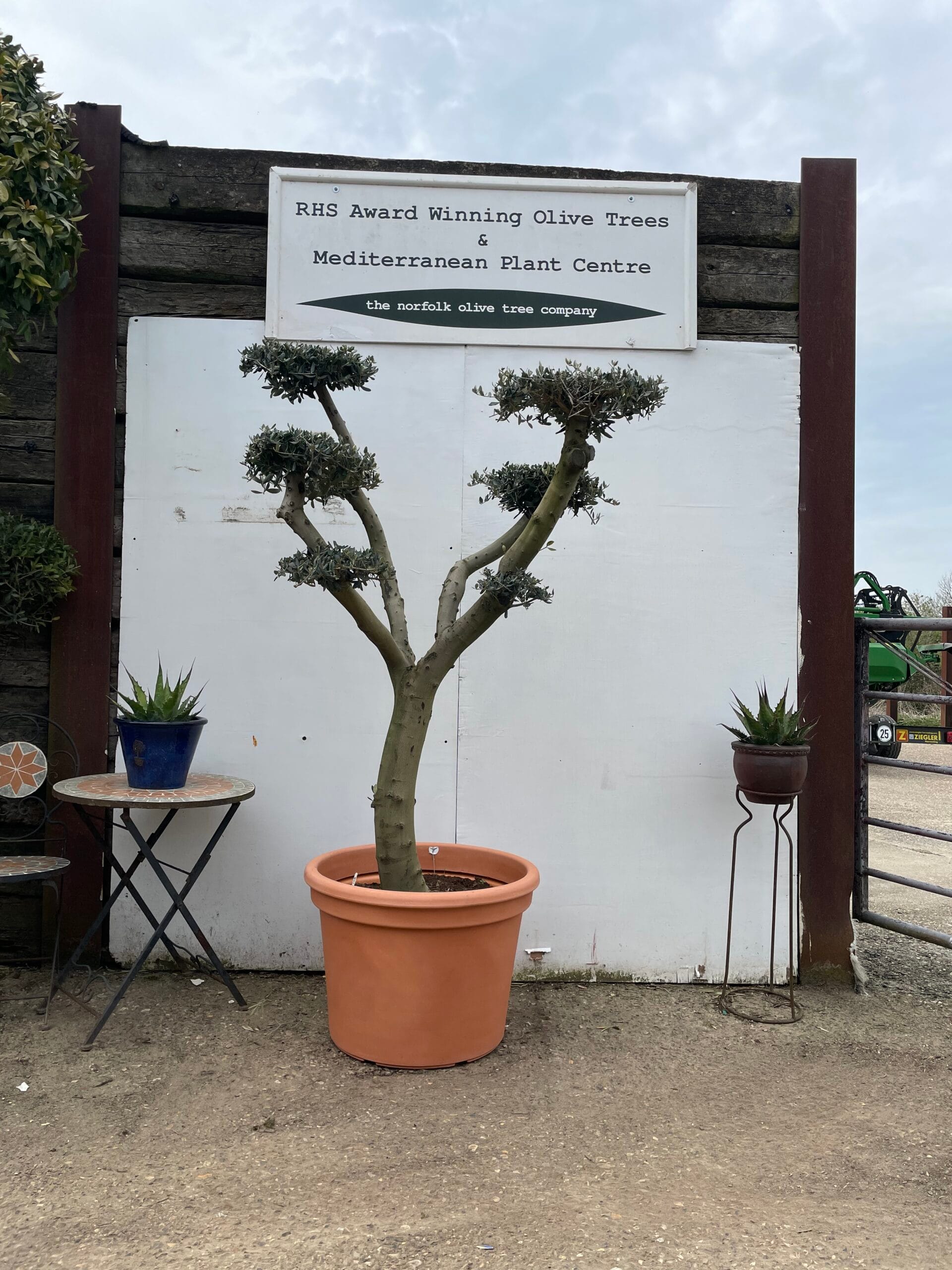 Patio cloud tree in terracotta style pot. - The Norfolk Olive Tree Company