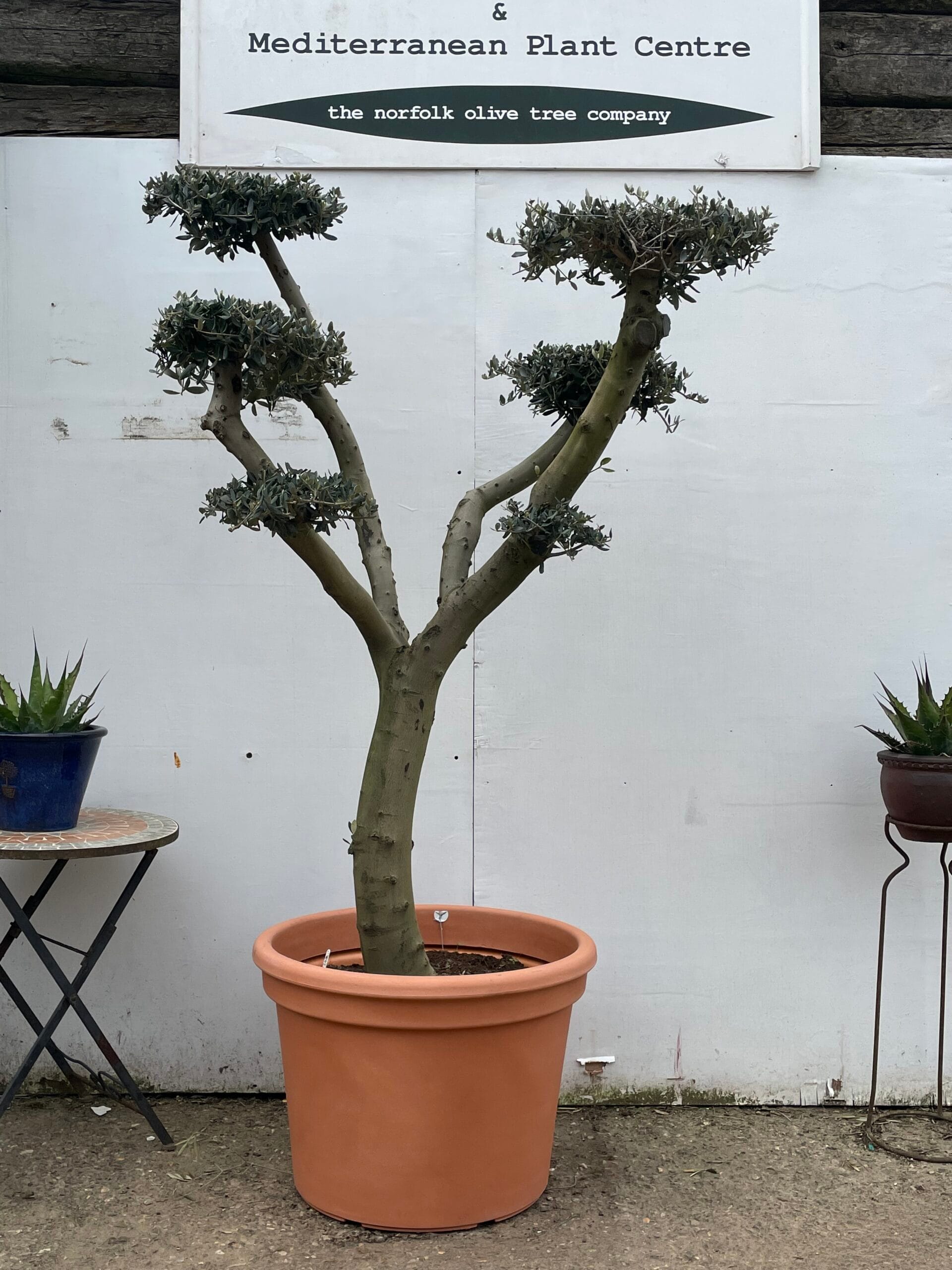 Patio cloud tree in terracotta style pot. - The Norfolk Olive Tree Company