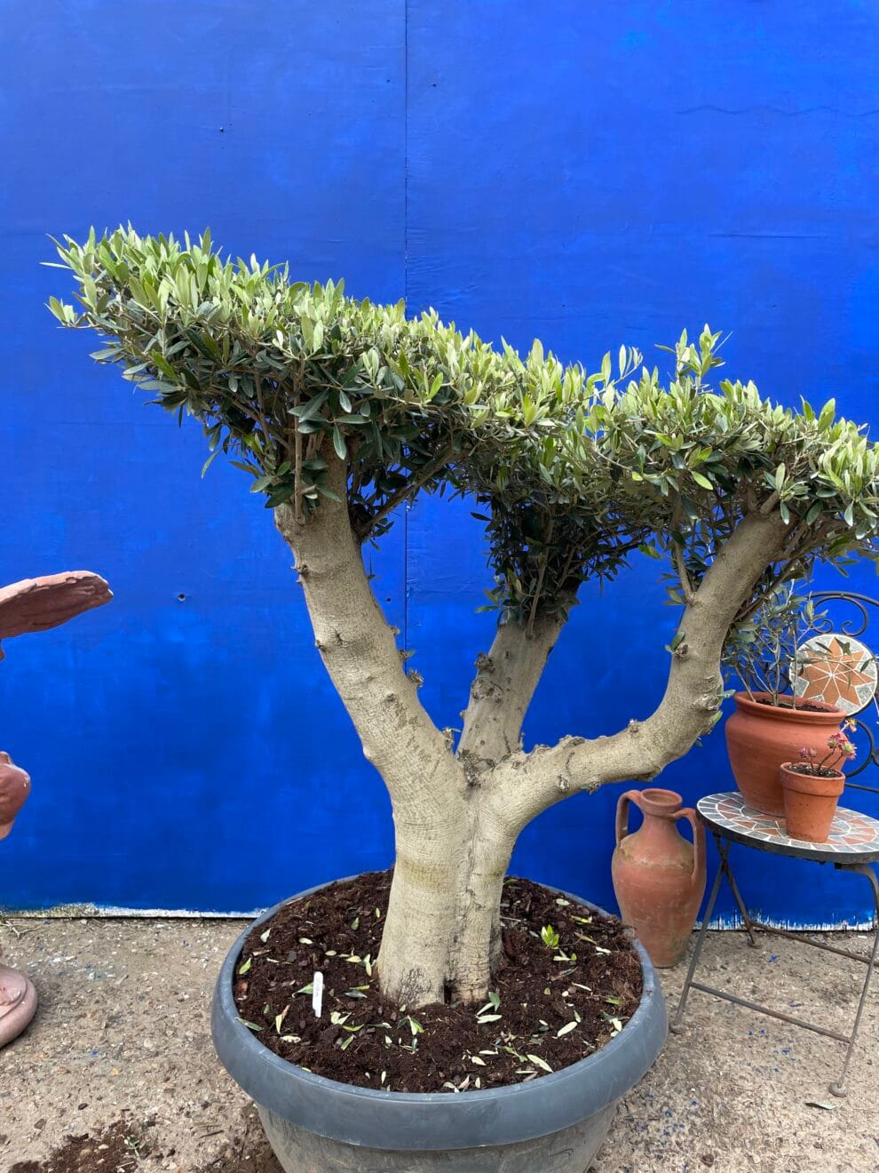 Topiary tree - new arrival - The Norfolk Olive Tree Company