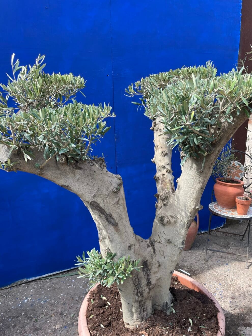 Cloud olive tree in bowl - The Norfolk Olive Tree Company