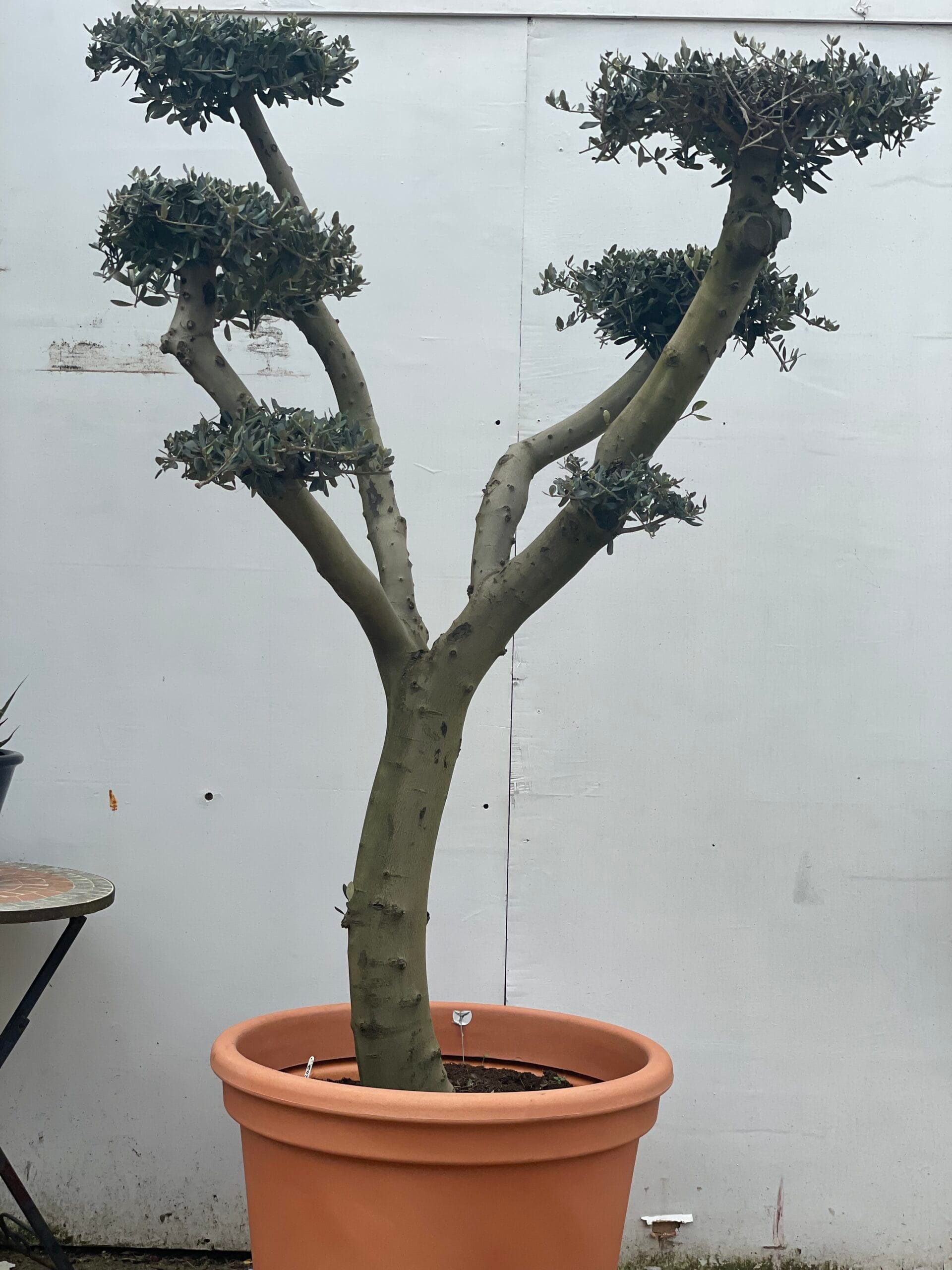 Patio cloud tree in terracotta style pot. - The Norfolk Olive Tree Company