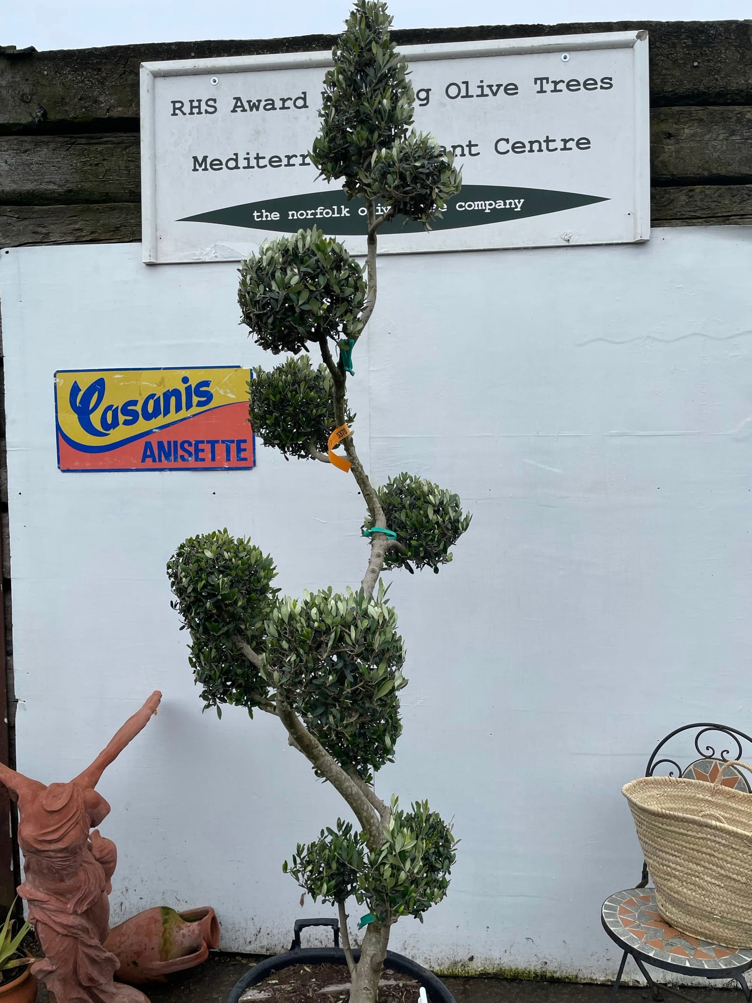 Pom pom spiral Olive tree - The Norfolk Olive Tree Company