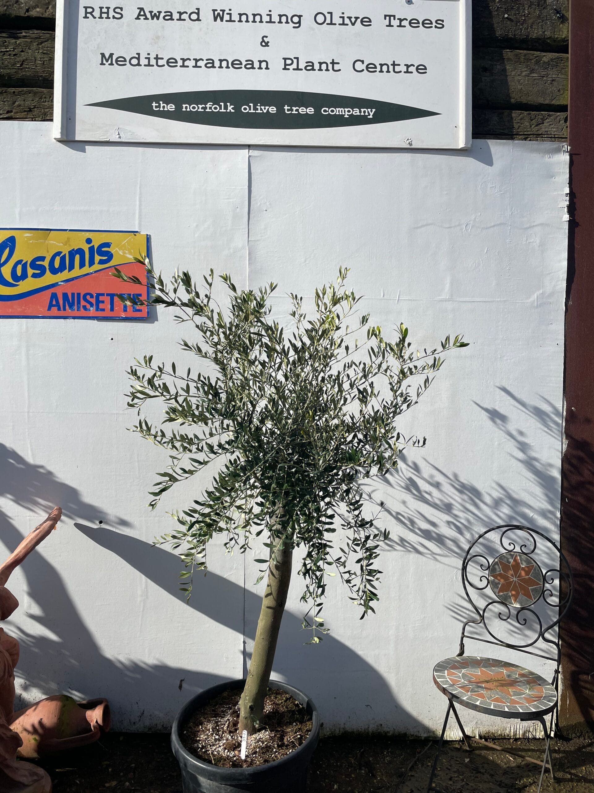 Courtyard Olive tree