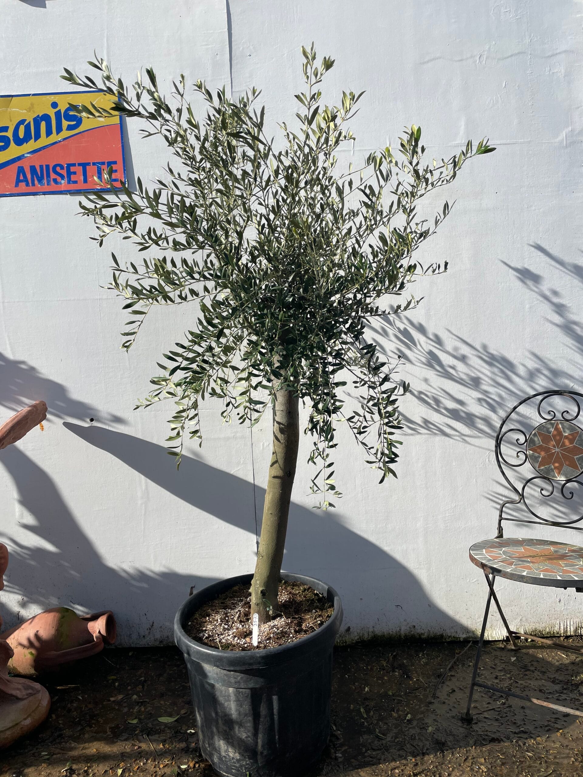 Courtyard Olive tree