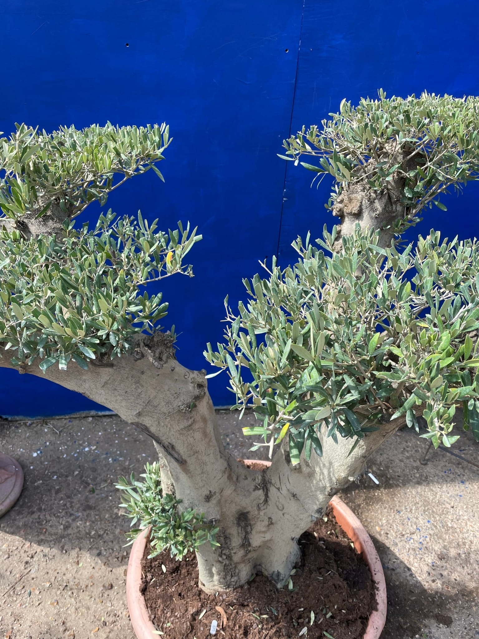 Cloud olive tree in bowl - The Norfolk Olive Tree Company
