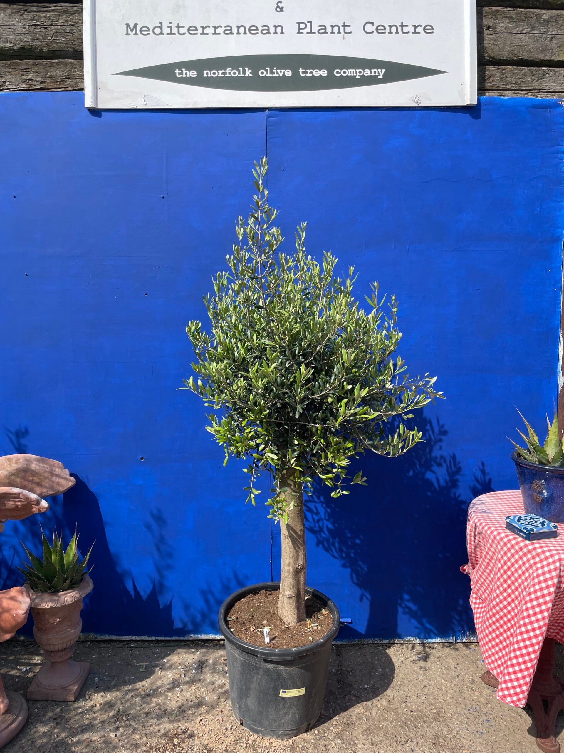 Courtyard Olive tree