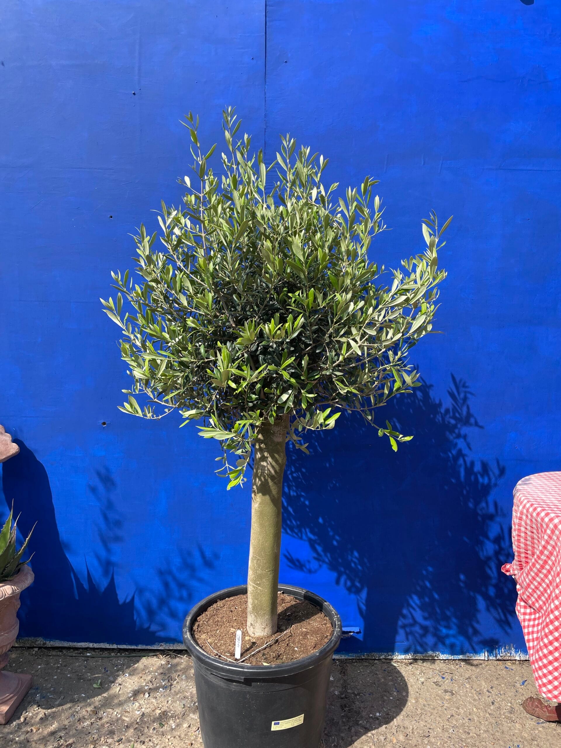 Courtyard Olive tree