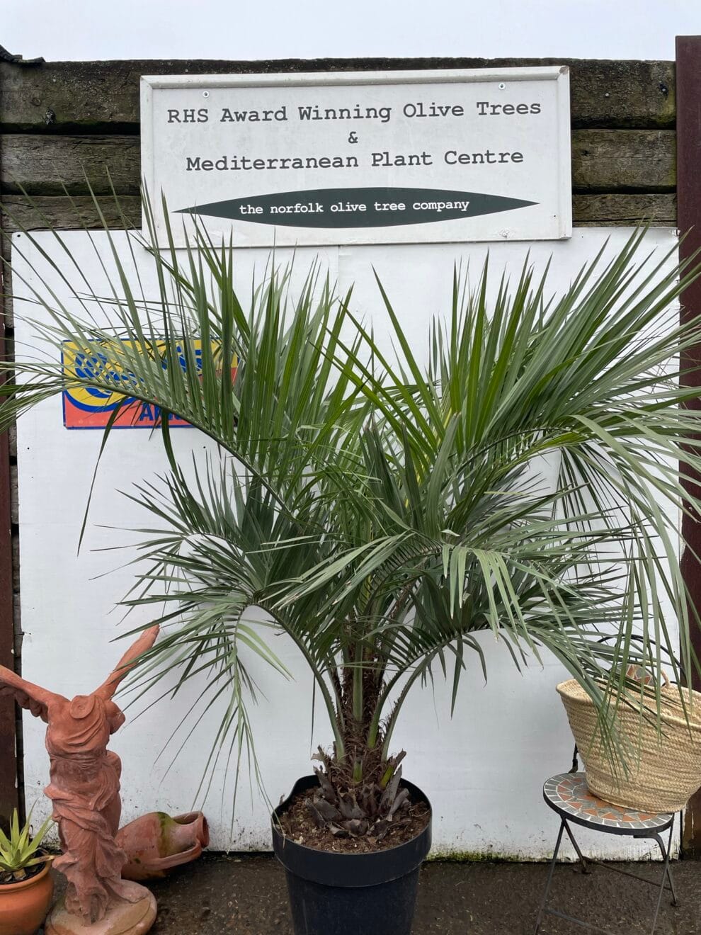 Butia Capitata for sale. - The Norfolk Olive Tree Company