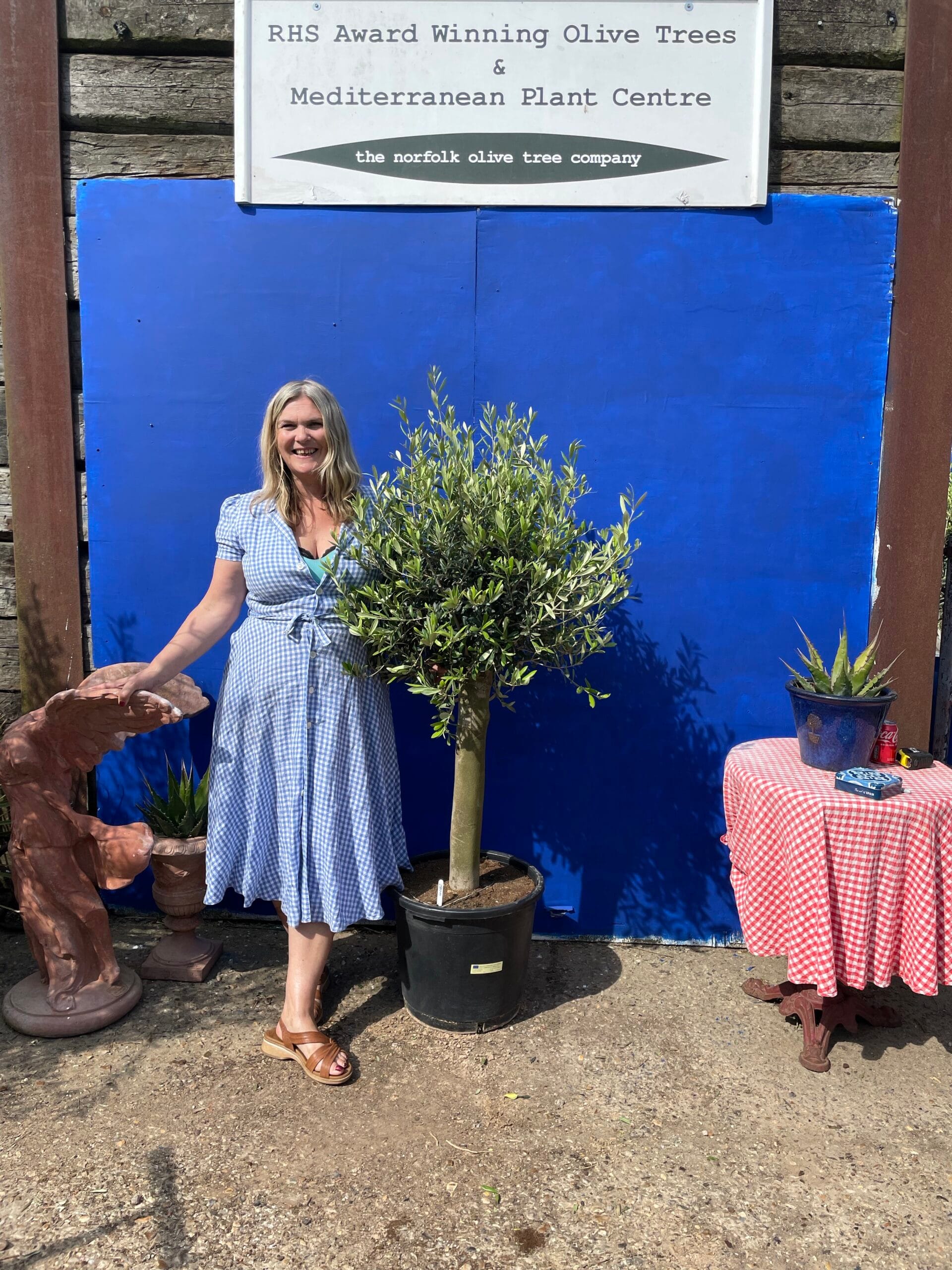 Courtyard Olive tree