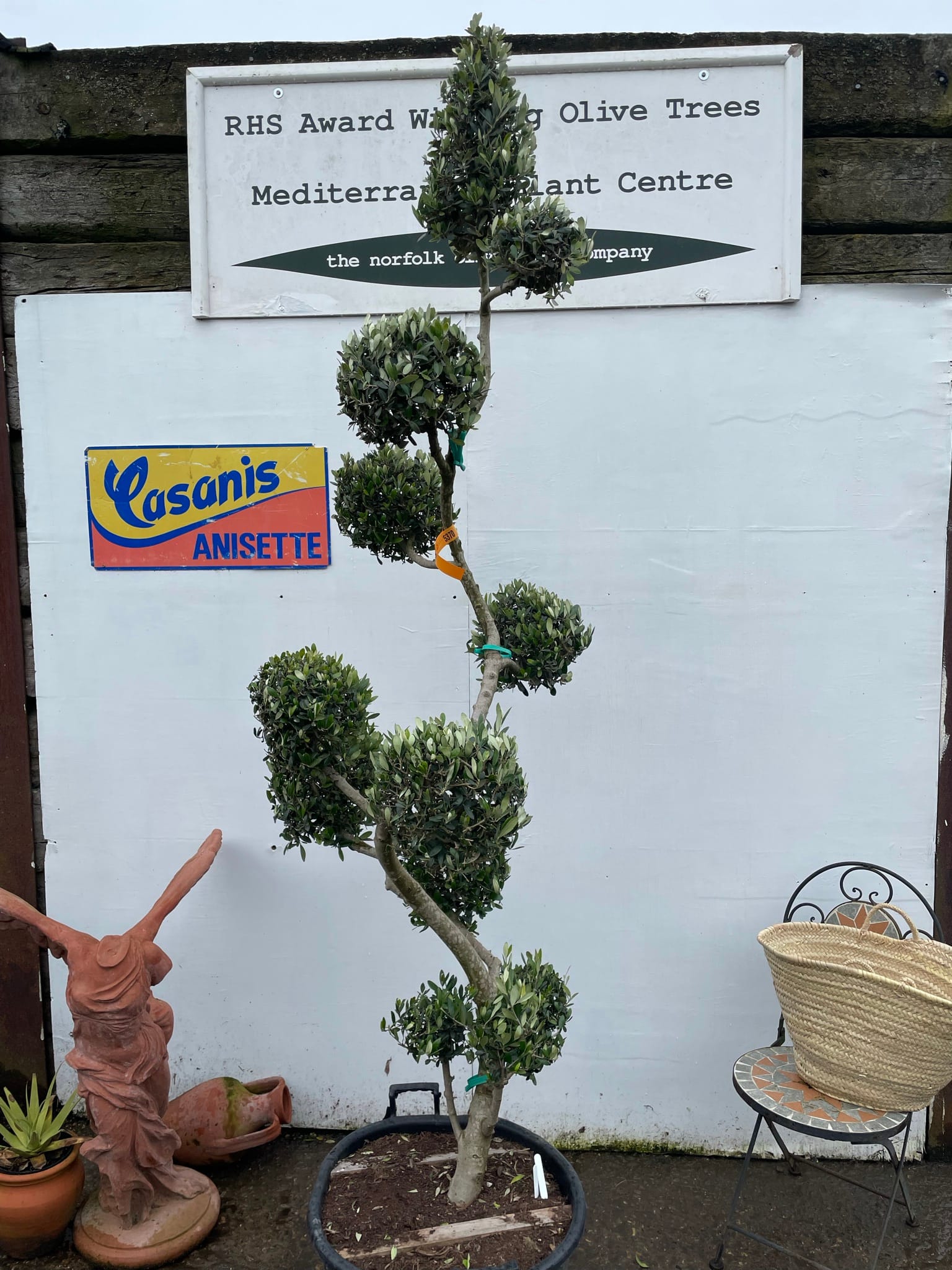 Pom pom spiral Olive tree - The Norfolk Olive Tree Company