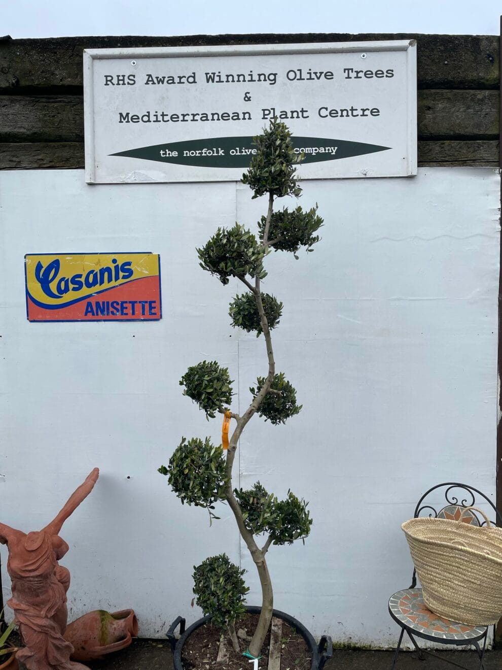 Pom pom spiral Olive tree - The Norfolk Olive Tree Company