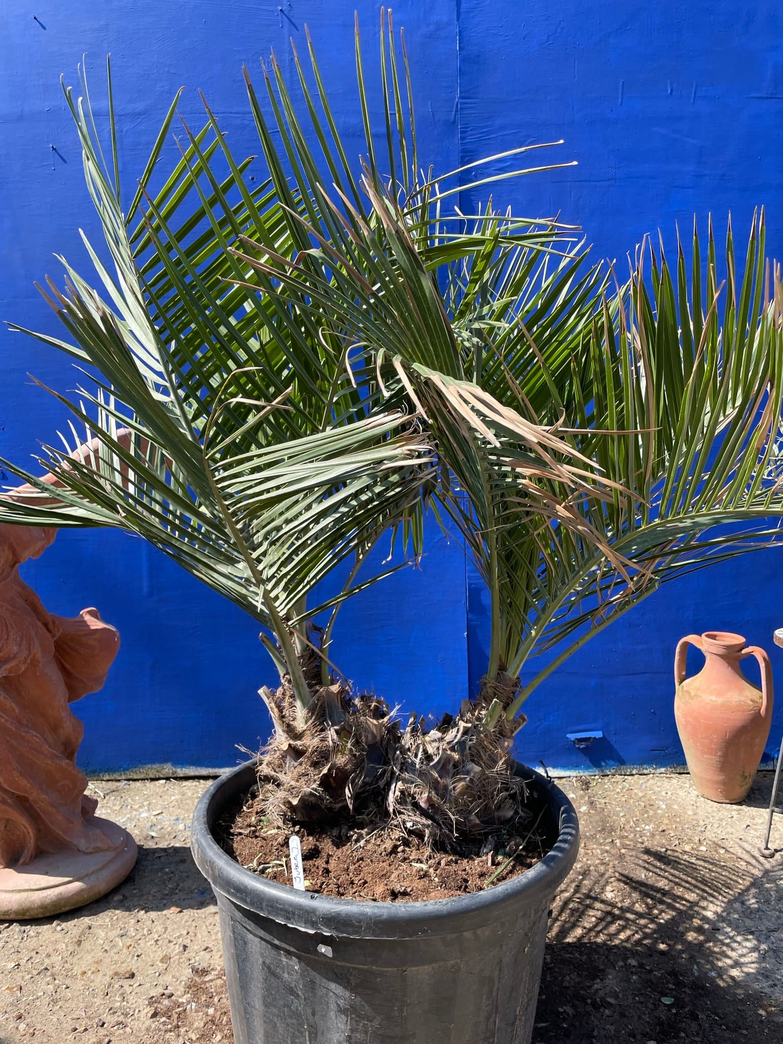 Jubaea Chilensis - The Norfolk Olive Tree Company