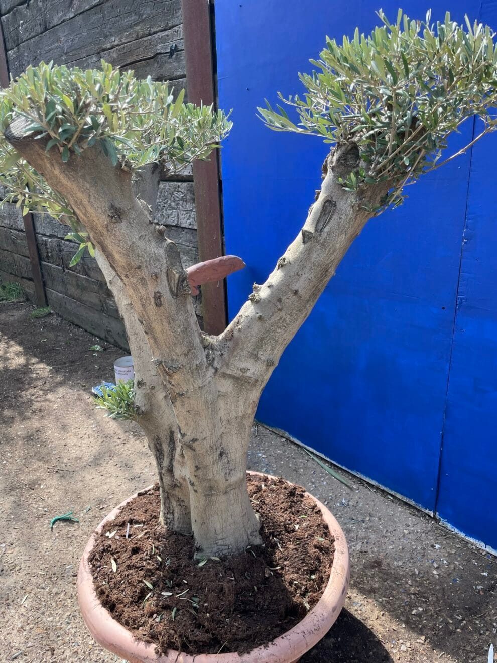 Cloud olive tree in bowl - The Norfolk Olive Tree Company
