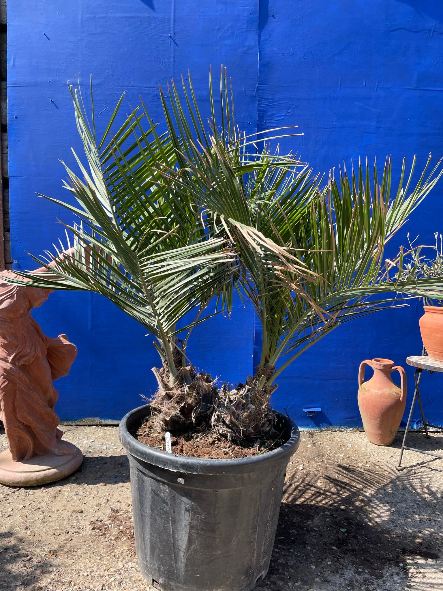 Jubaea Chilensis - The Norfolk Olive Tree Company