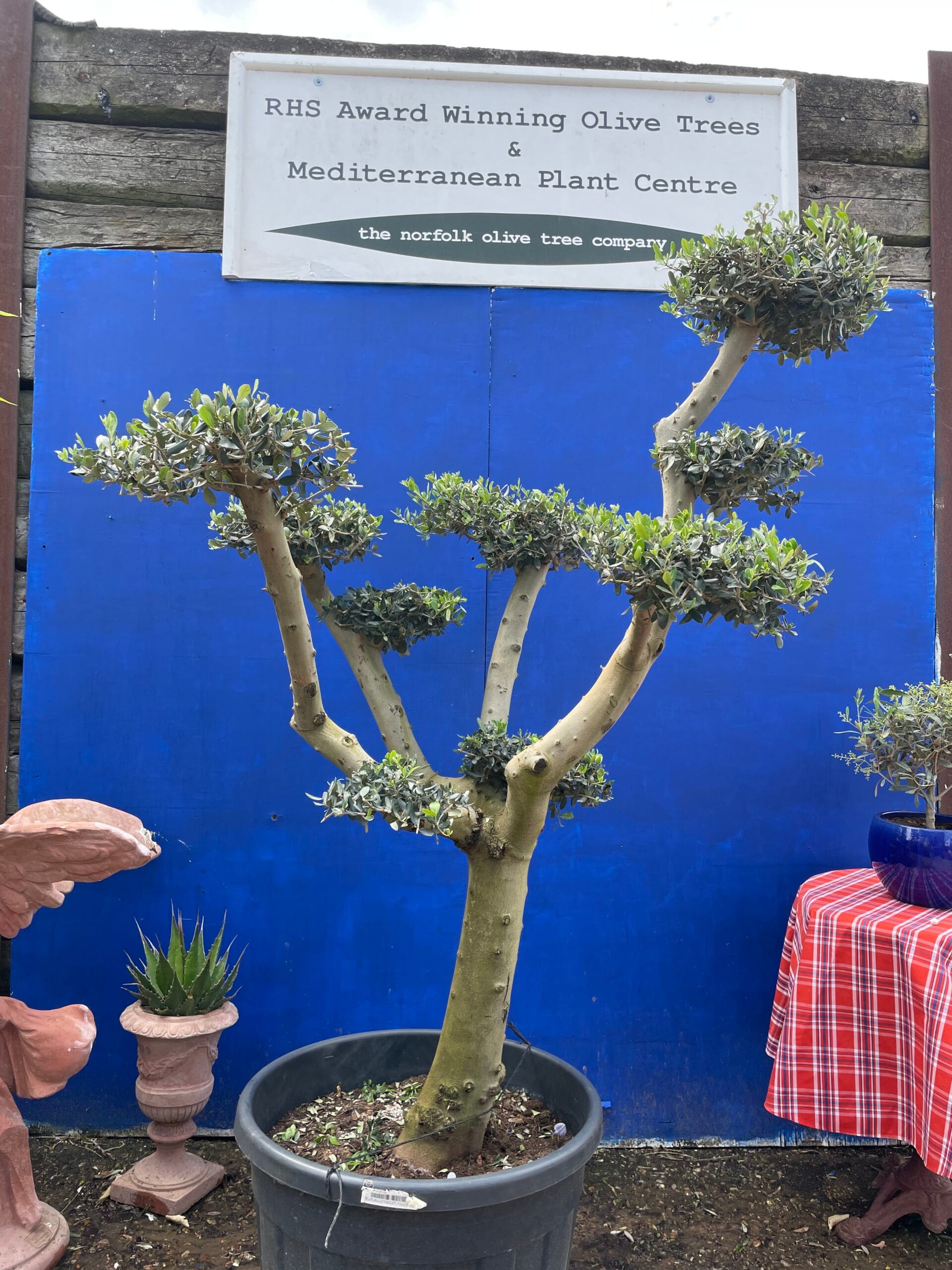 Patio cloud tree 1256 - The Norfolk Olive Tree Company