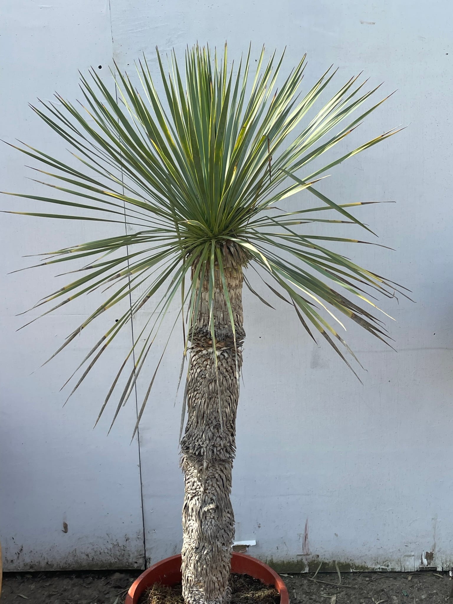 Tall Yucca Rostrata -free delivery. - The Norfolk Olive Tree Company