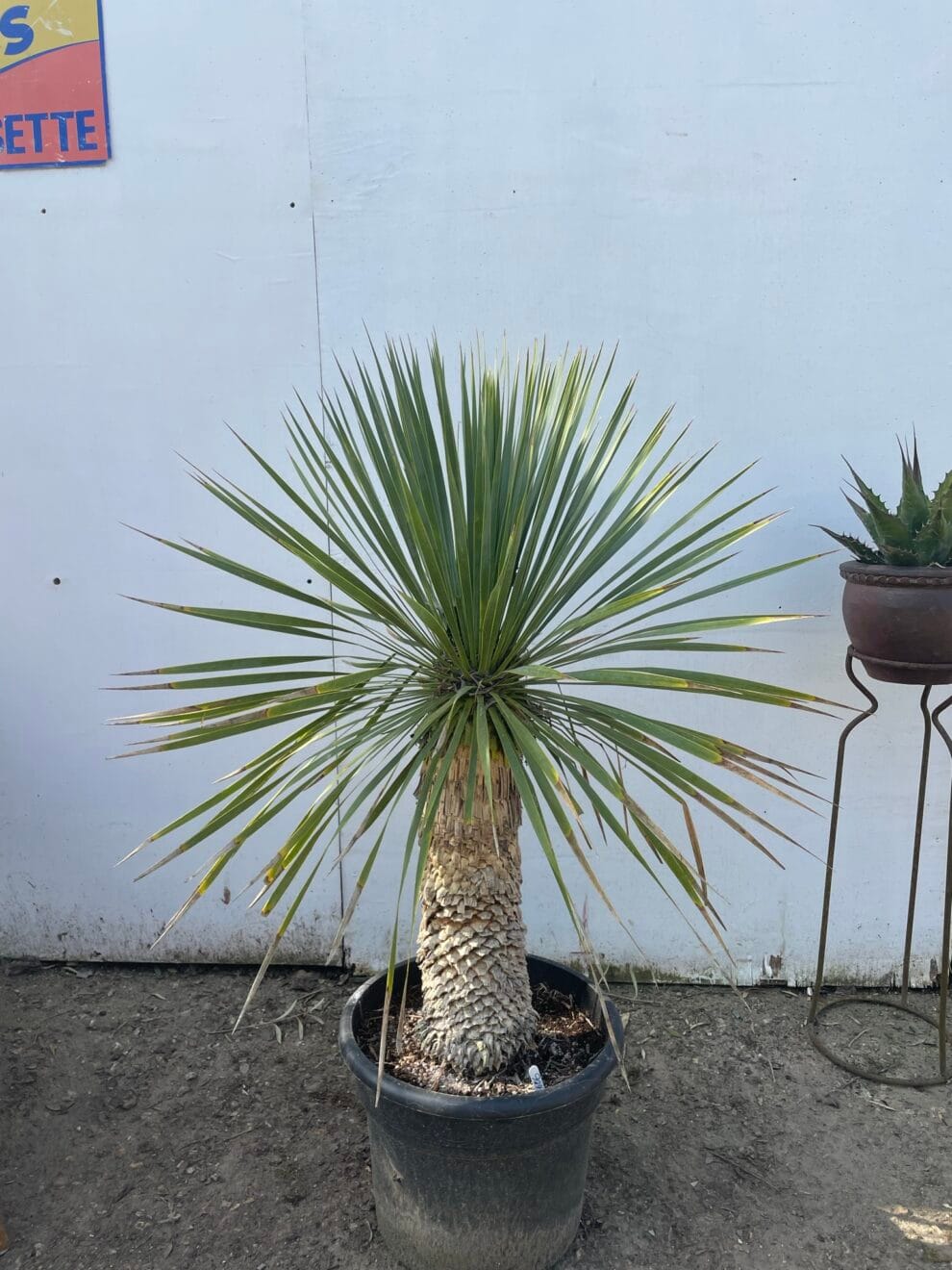 Yucca Rostrata for sale. Free delivery. - The Norfolk Olive Tree Company