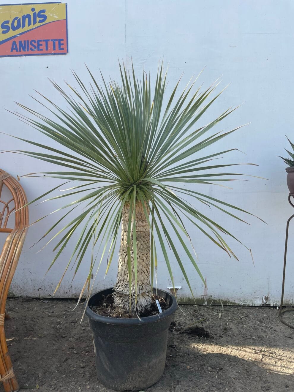 Yucca Rostrata for sale. Free delivery. - The Norfolk Olive Tree Company