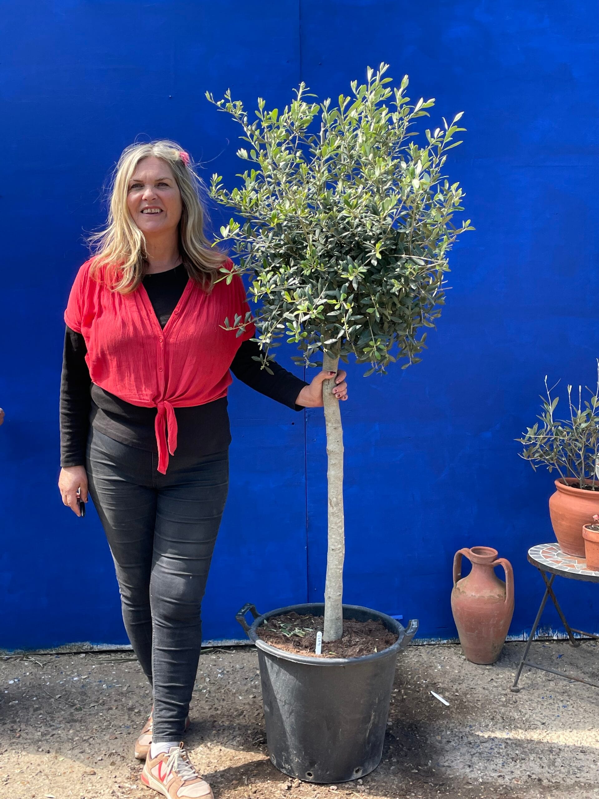 Courtyard Olive tree
