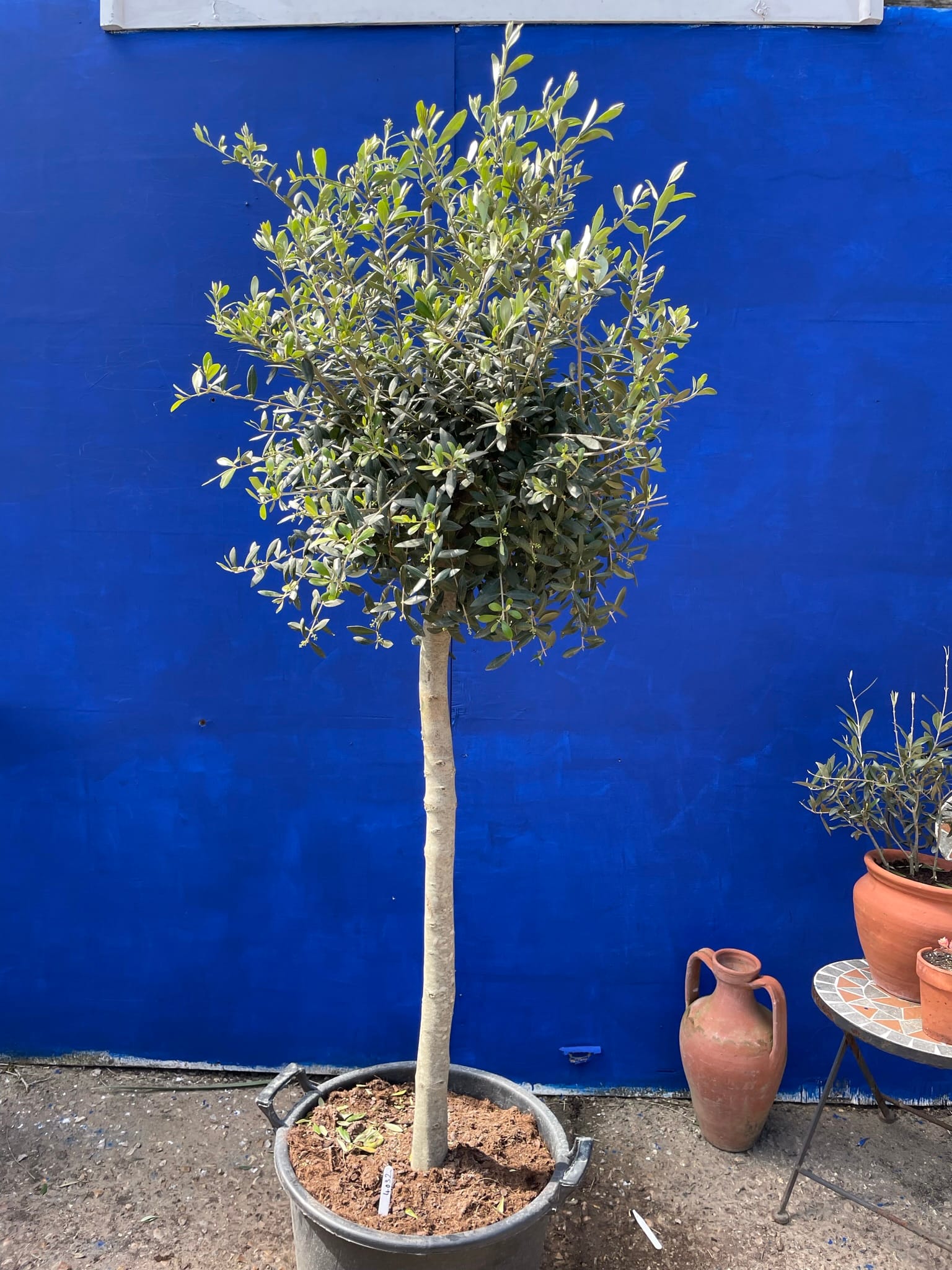 Courtyard Olive tree