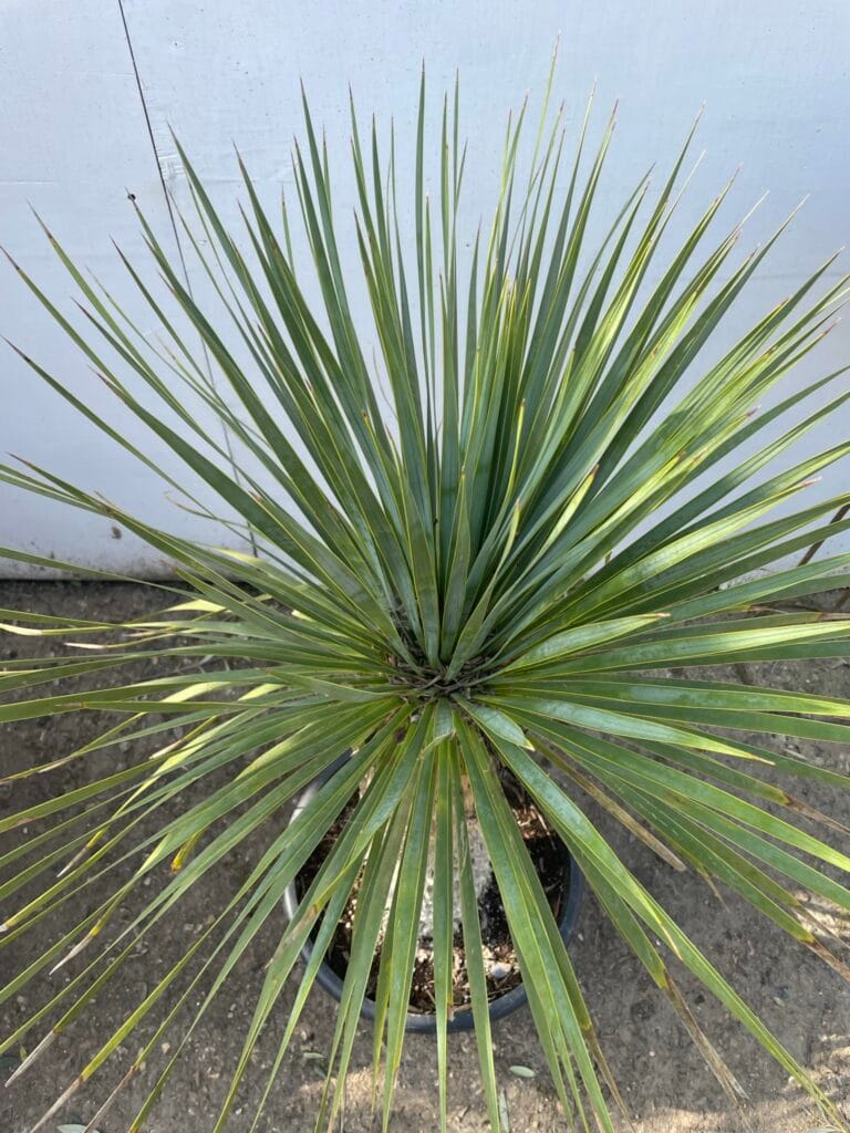 Yucca Rostrata for sale. Free delivery. - The Norfolk Olive Tree Company