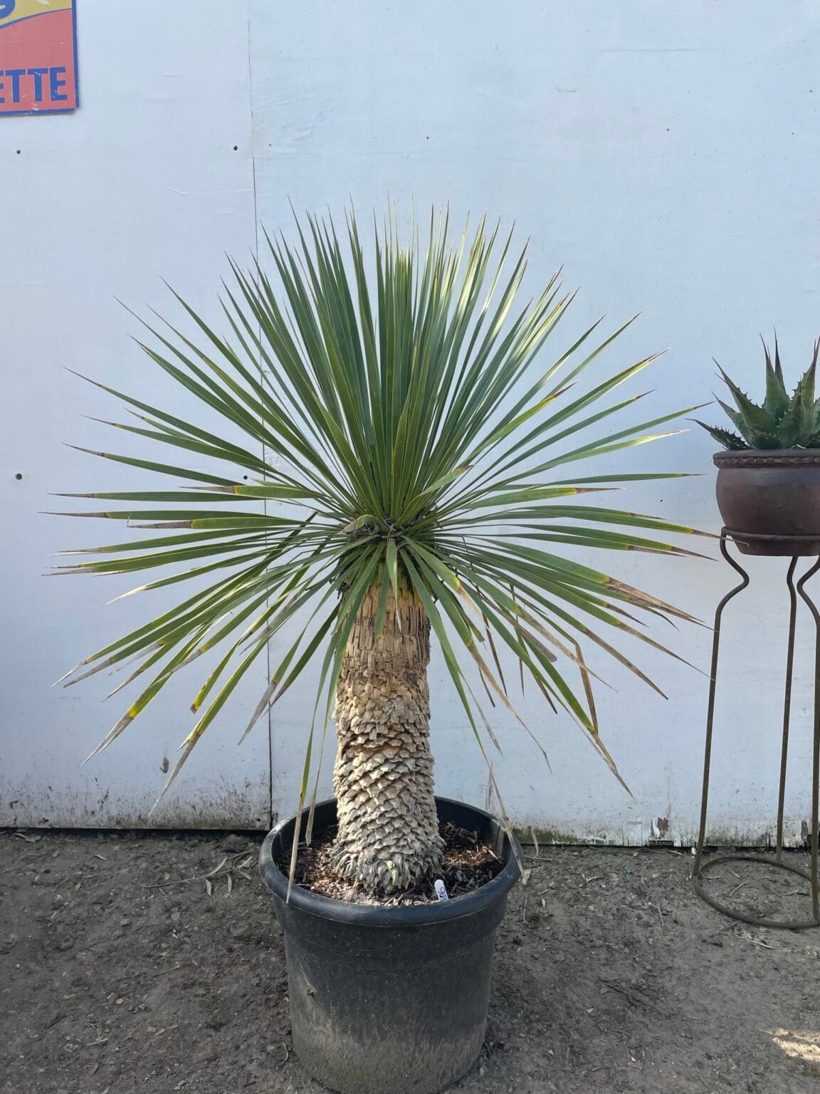 Yucca Rostrata for sale. Free delivery. - The Norfolk Olive Tree Company