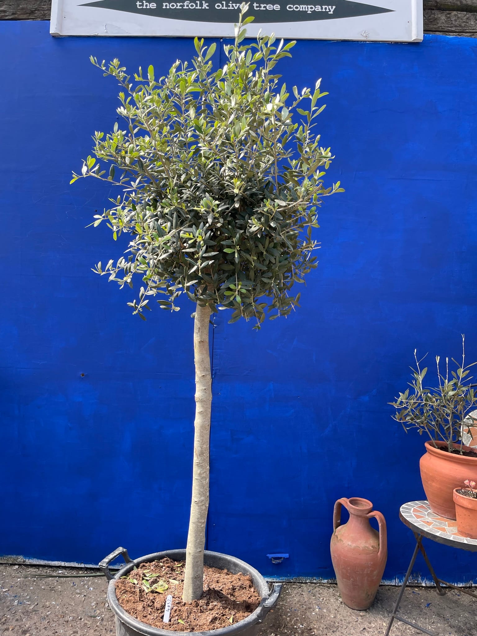 Courtyard Olive tree