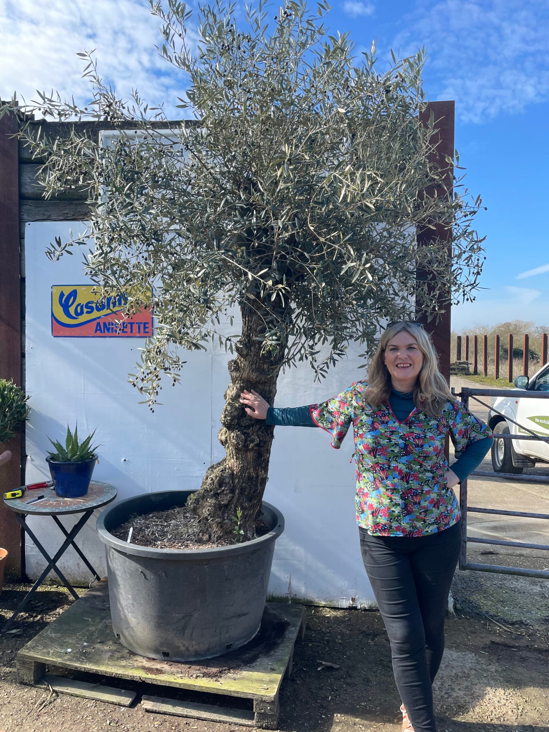 Tall gnarled Olive tree - The Norfolk Olive Tree Company