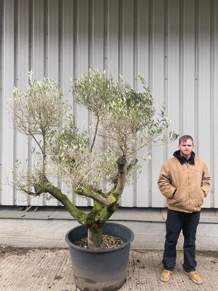 Mature Pom Pom Olive tree for sale.
