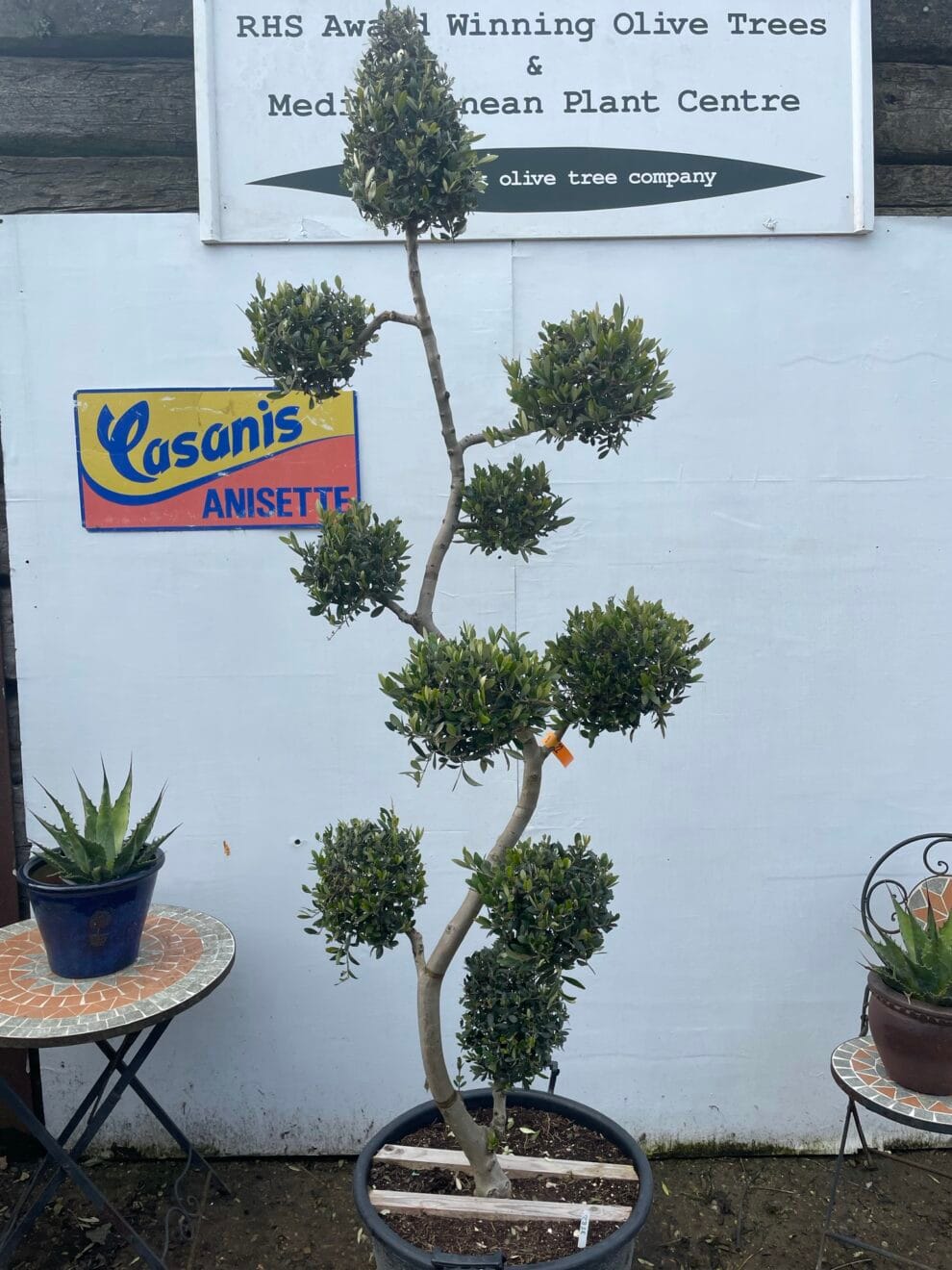 Pom pom spiral Olive tree - The Norfolk Olive Tree Company