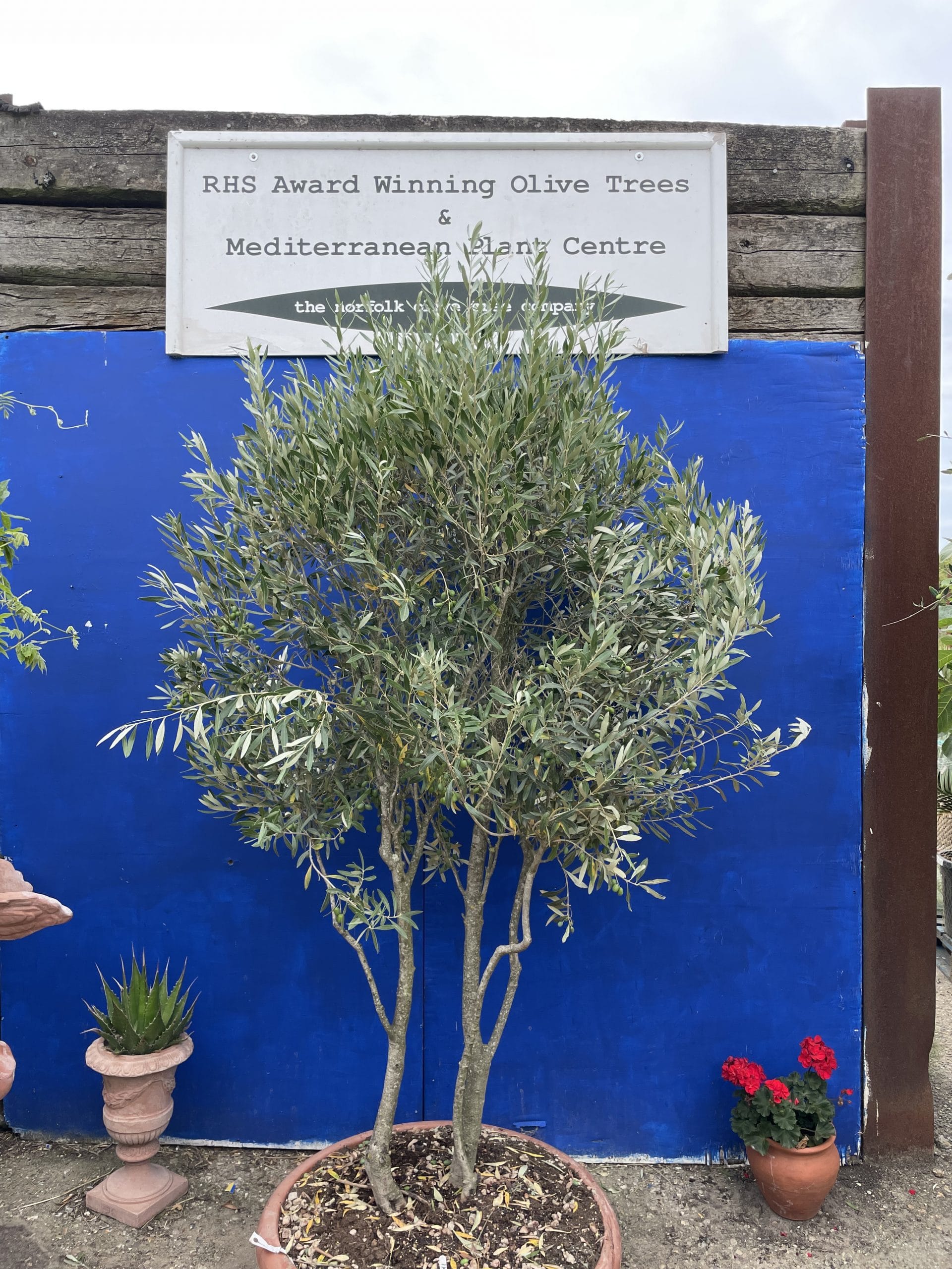 Italian Olive Tree for sale - The Norfolk Olive Tree Company