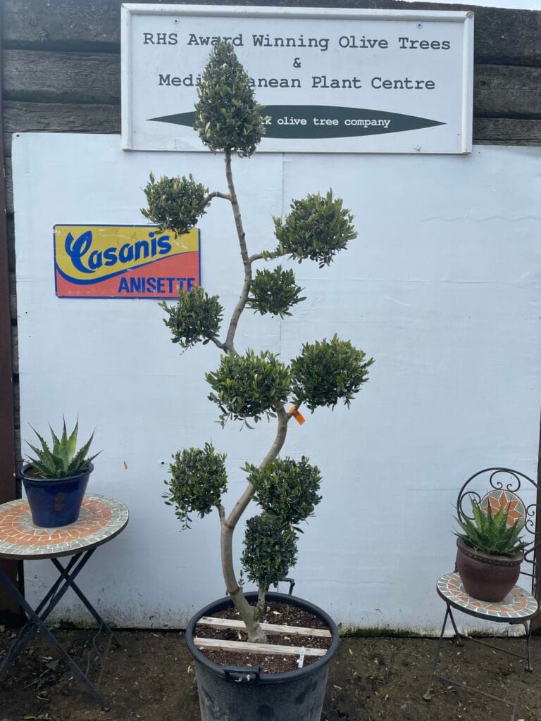 Pom pom spiral Olive tree - The Norfolk Olive Tree Company