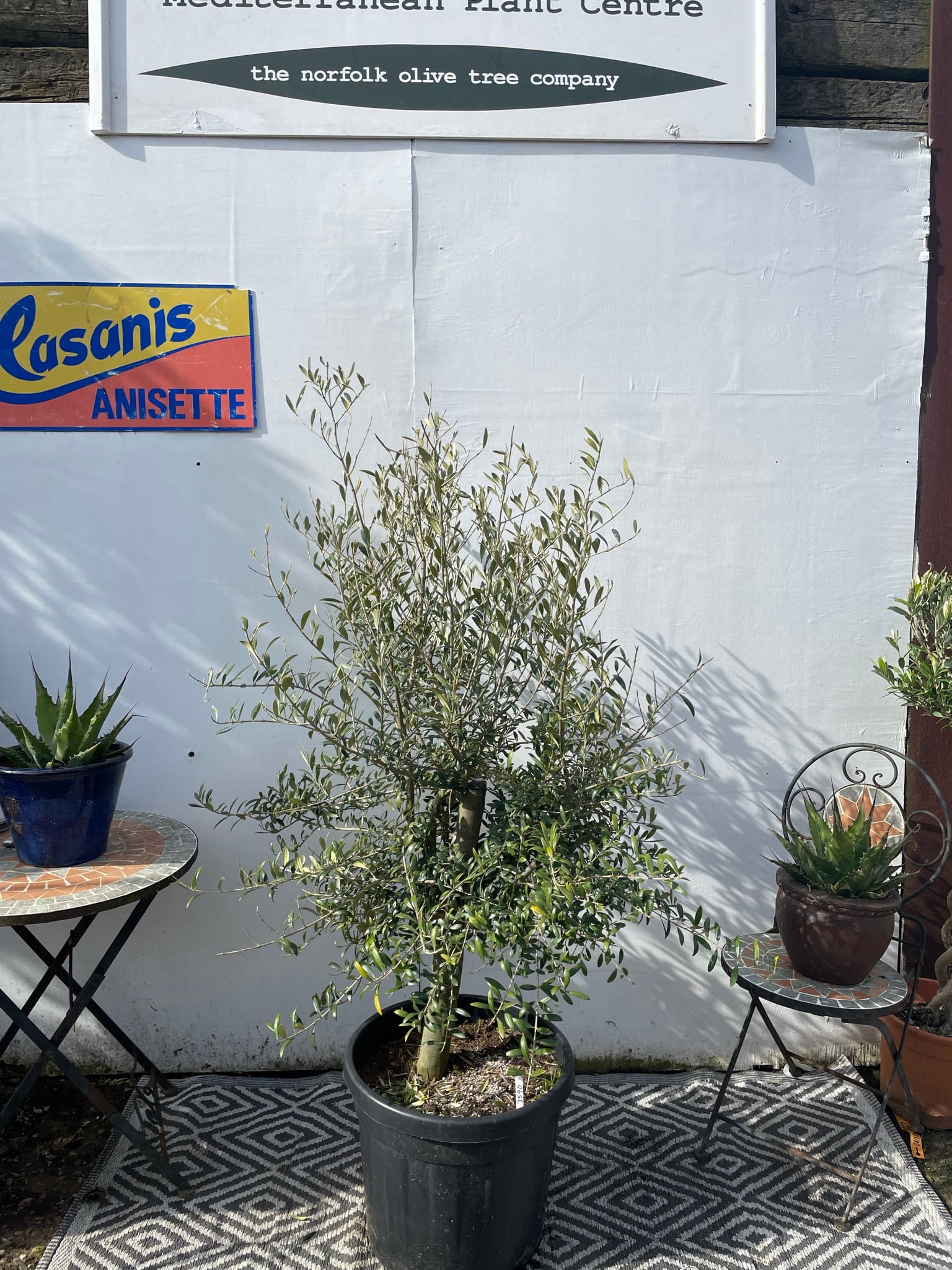 Courtyard Olive tree