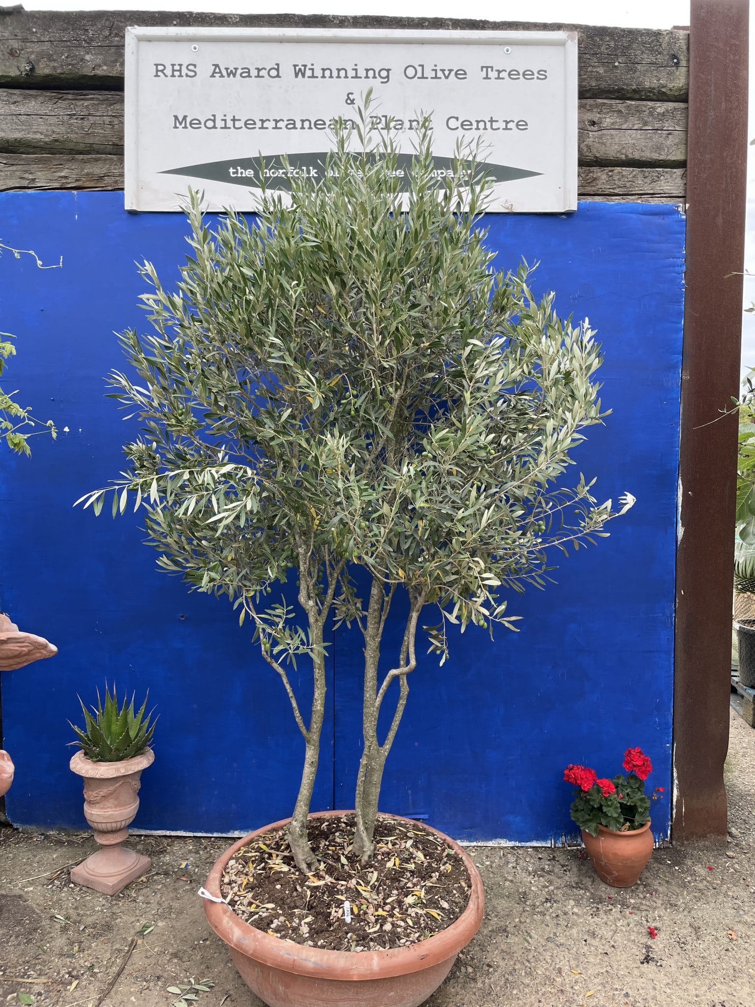 Italian Olive Tree for sale - The Norfolk Olive Tree Company