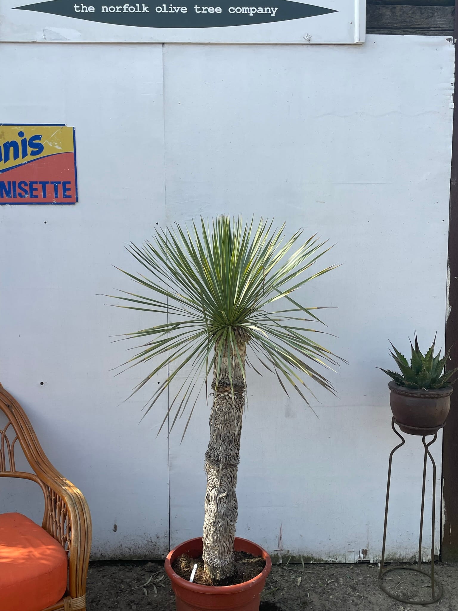 Tall Yucca Rostrata -free delivery. - The Norfolk Olive Tree Company