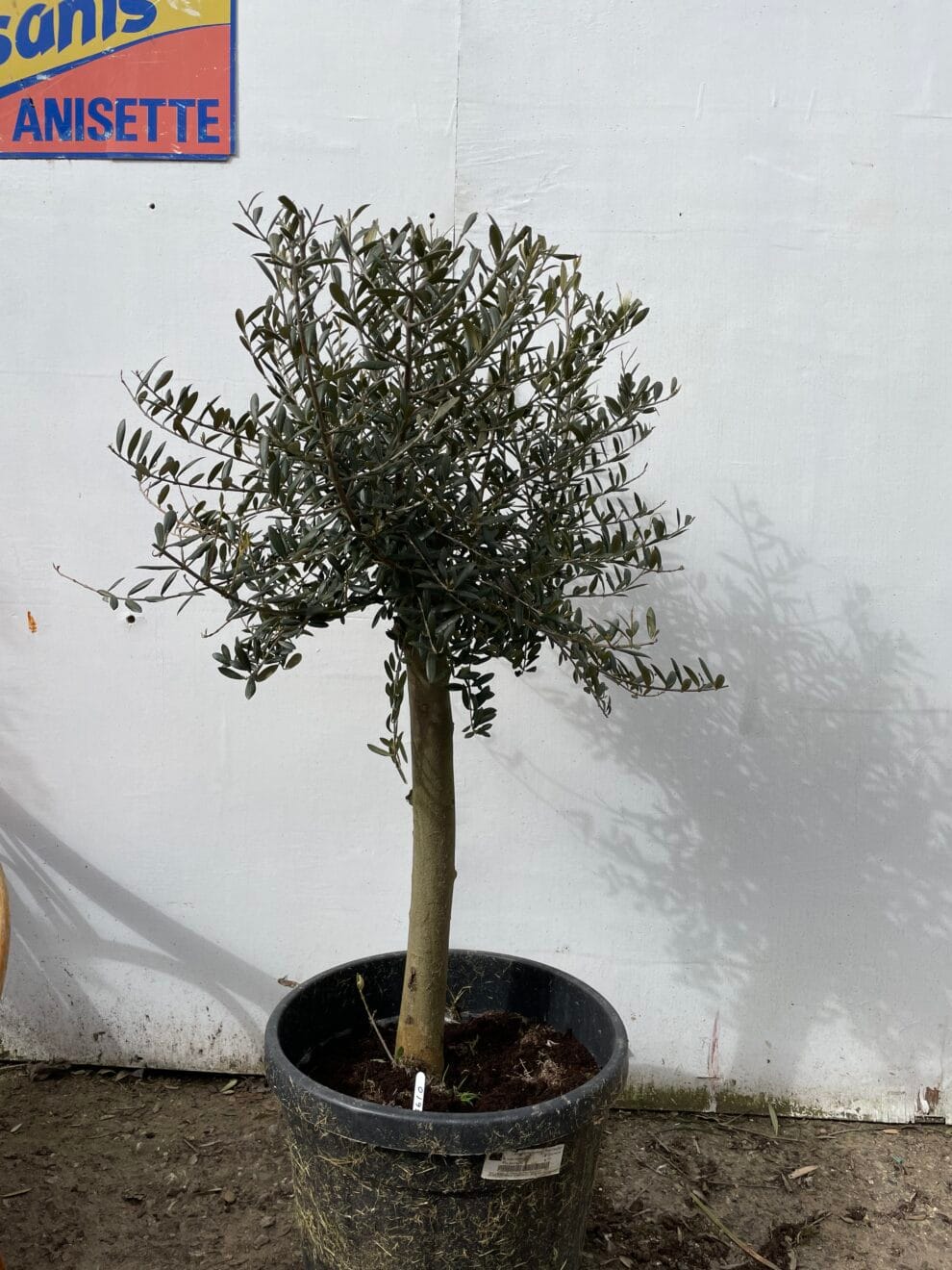 Courtyard Olive tree