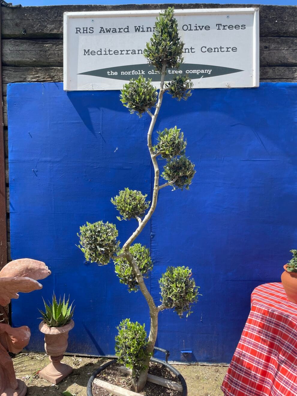 Pom pom spiral Olive tree - The Norfolk Olive Tree Company