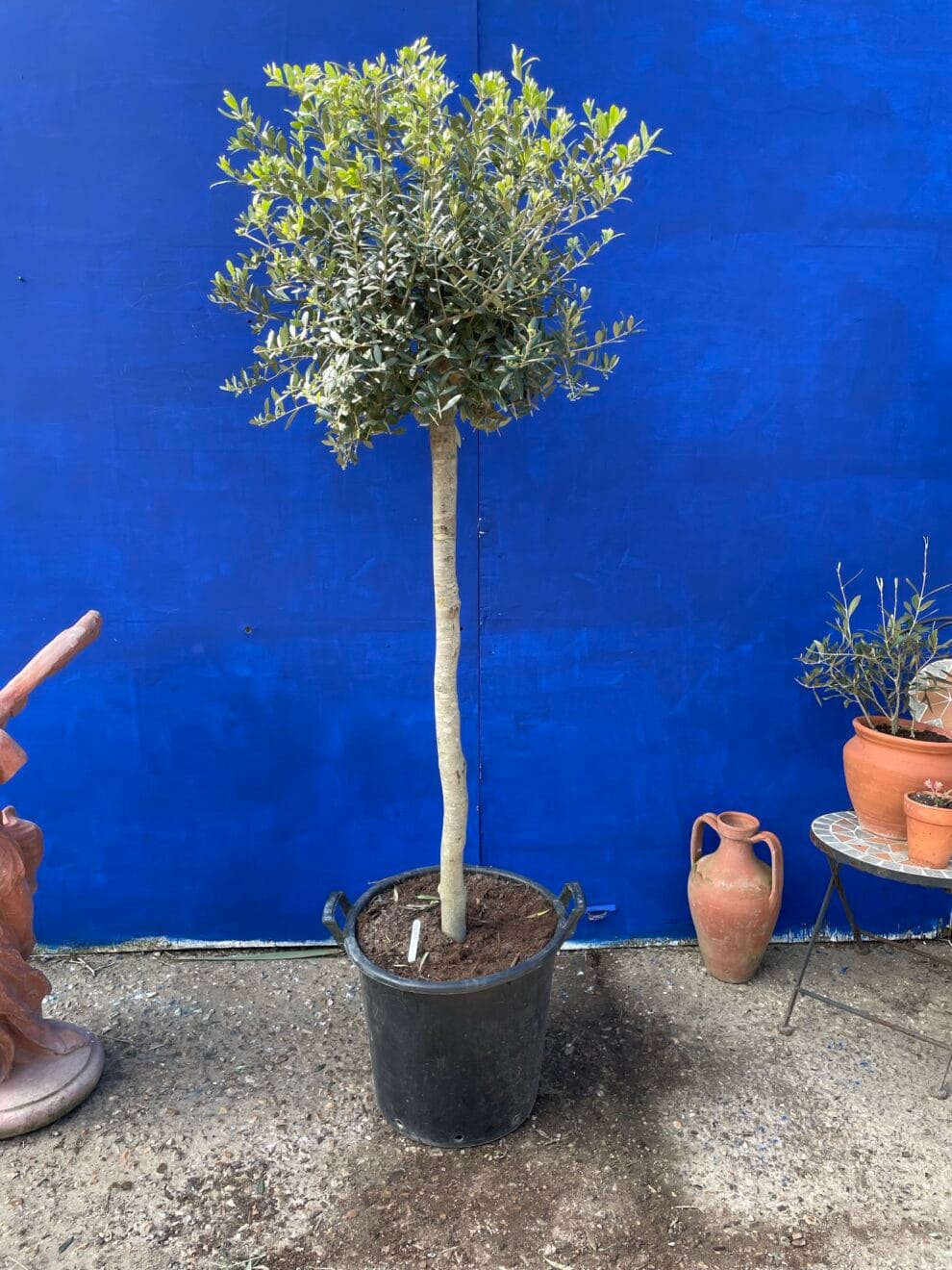 Courtyard Olive tree