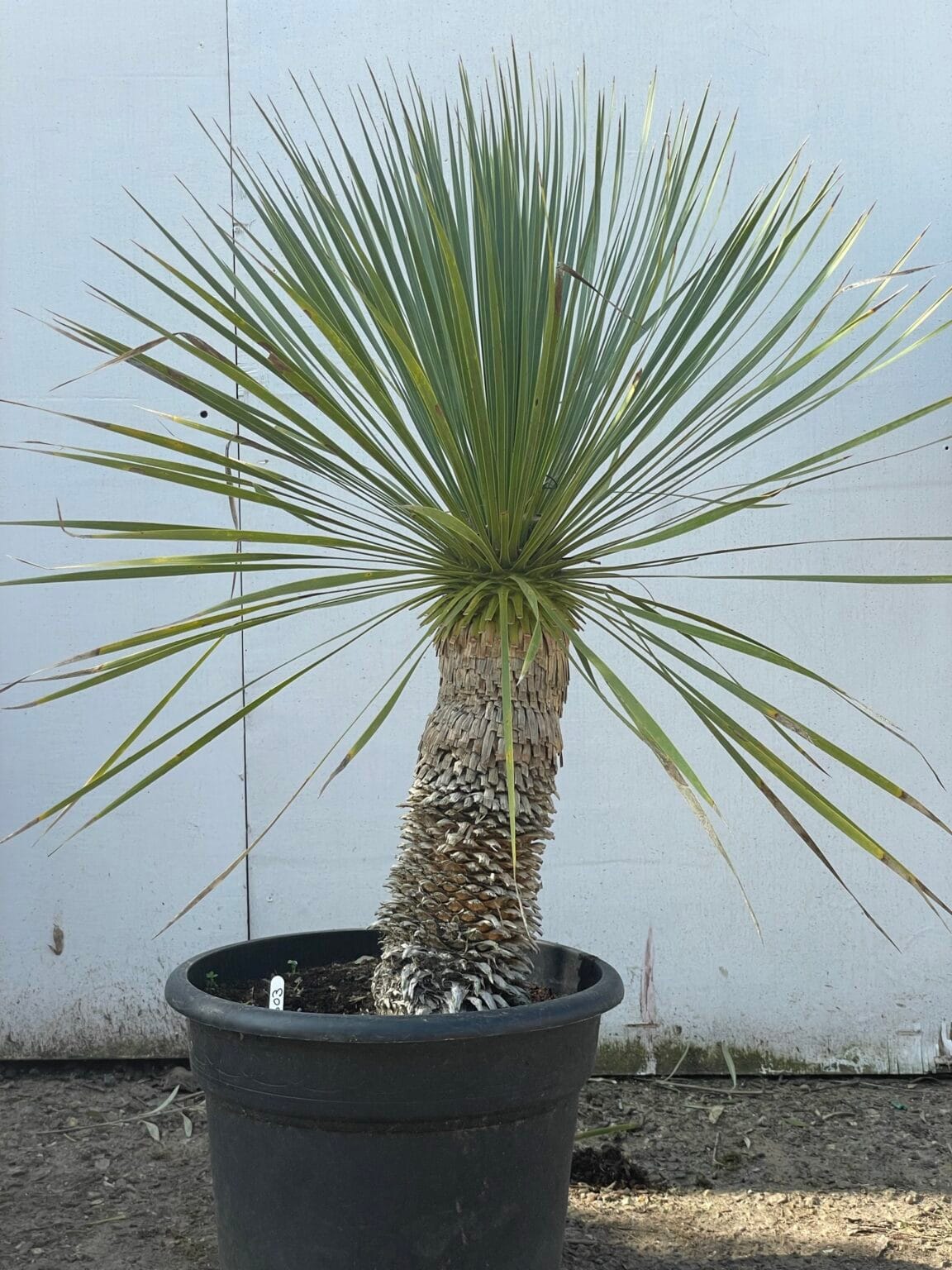 Mature Yucca Rostrata -free delivery. - The Norfolk Olive Tree Company